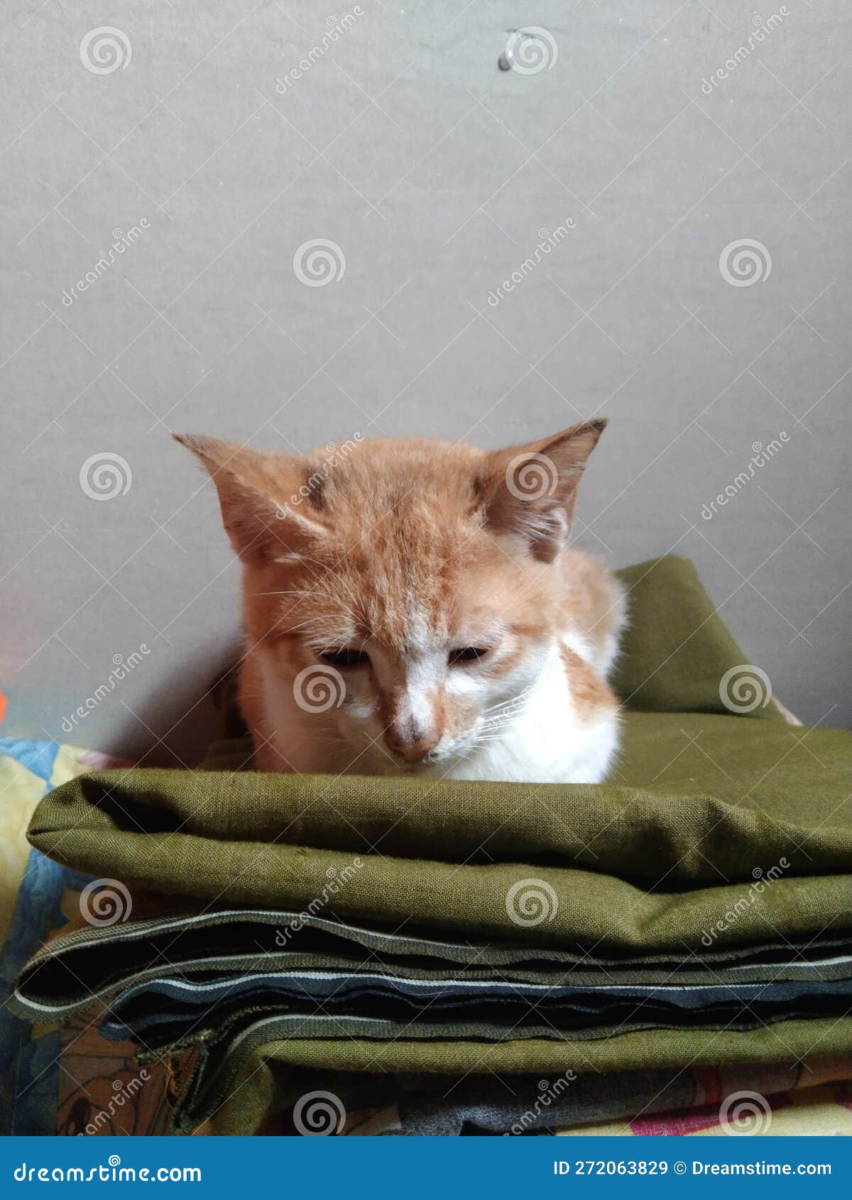 Cat Loaf Kitten Stock Photos - Free & Royalty-Free Stock Photos from ...