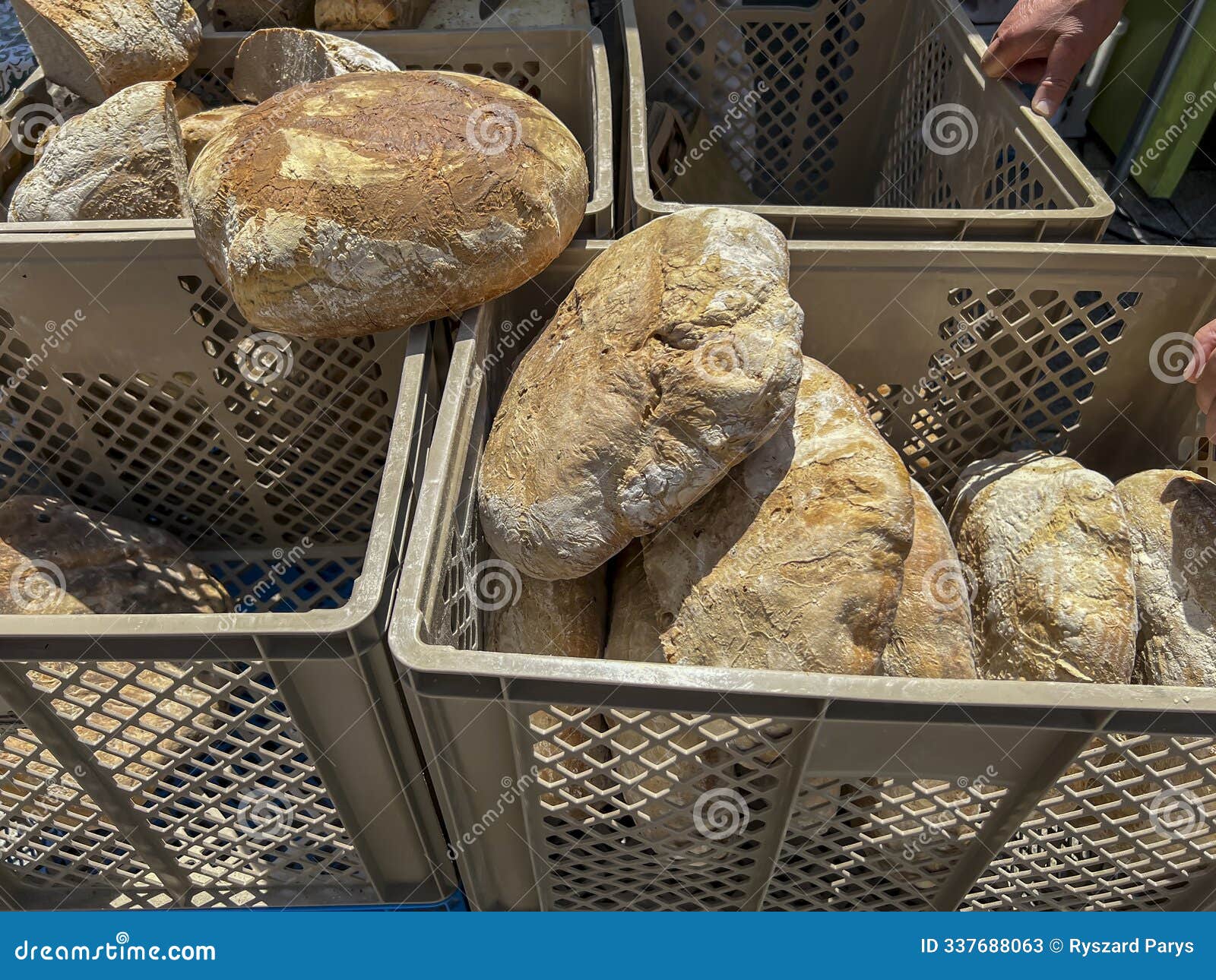 Loaves of Bread Lying in Plastic Crates Ready To Be Cut, Tasted and ...