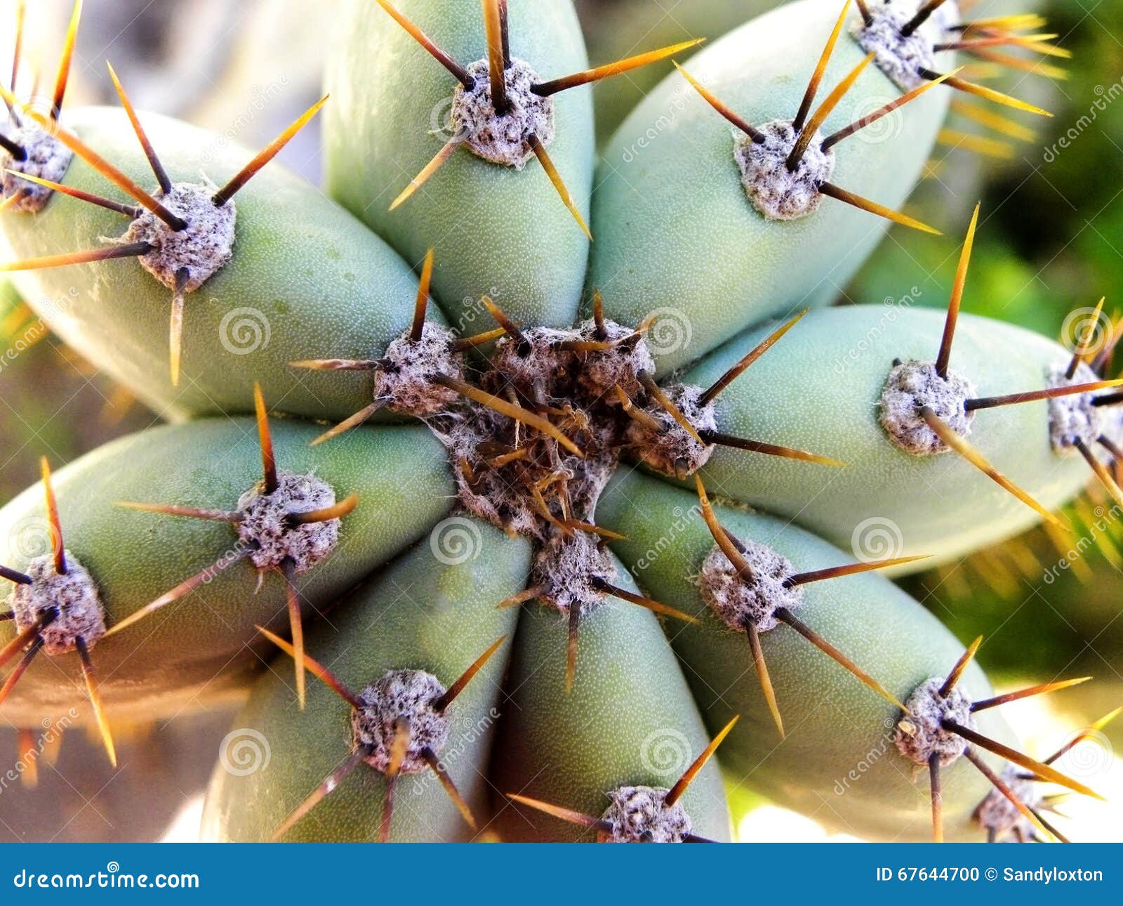 Lobed Cactus head stock photo. Image of gardens, lobed - 67644700