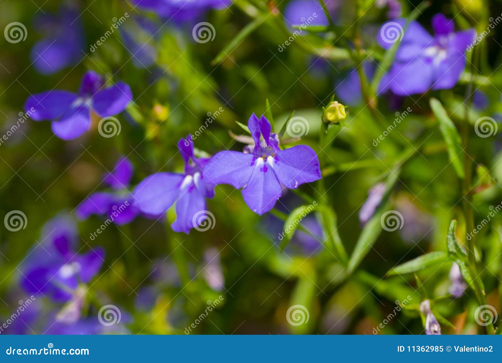 Lobelia stock image. Image of florist, background, decoration - 11362985