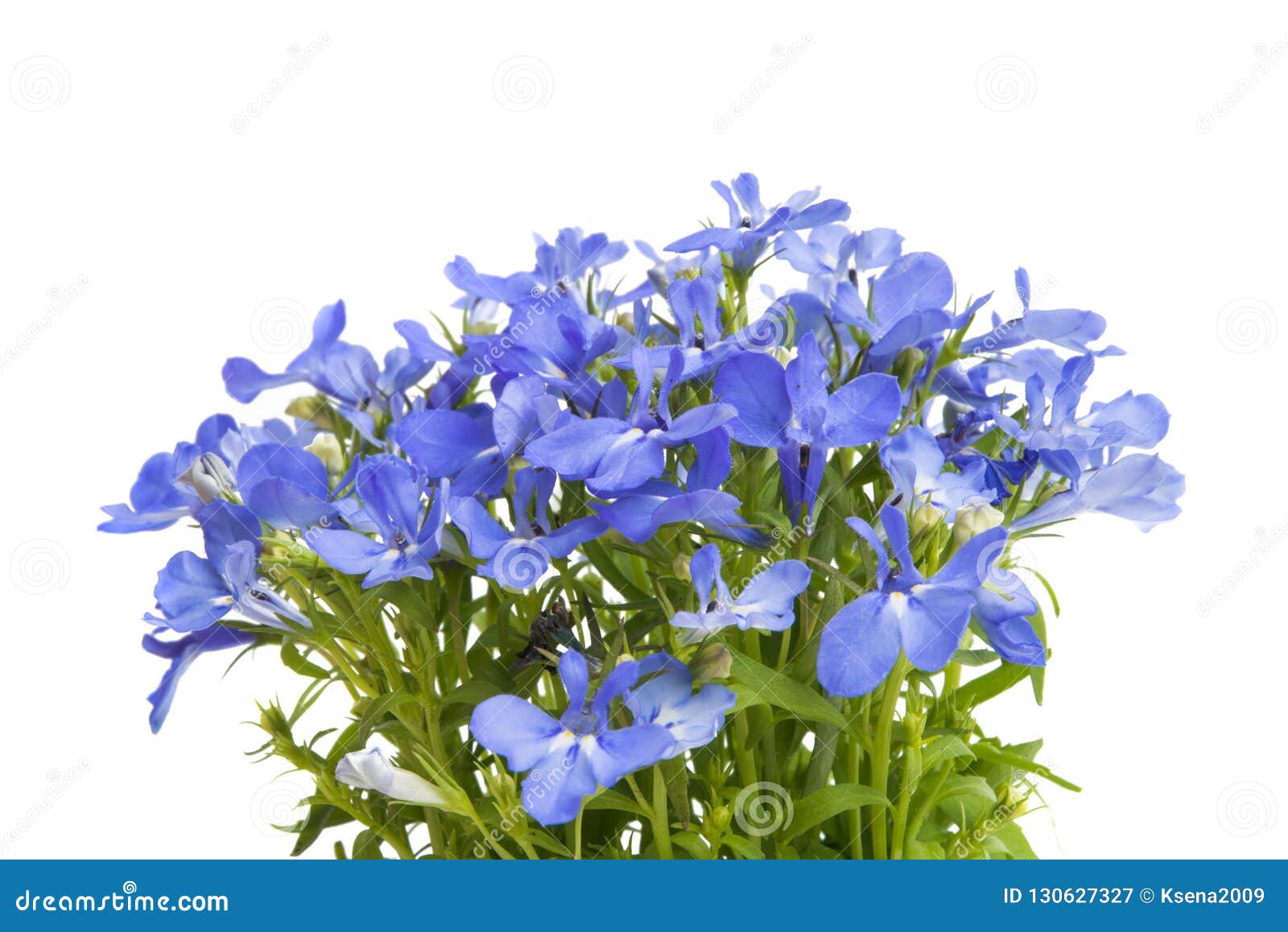 Lobelia blue isolated stock image. Image of color, colorful - 130627327