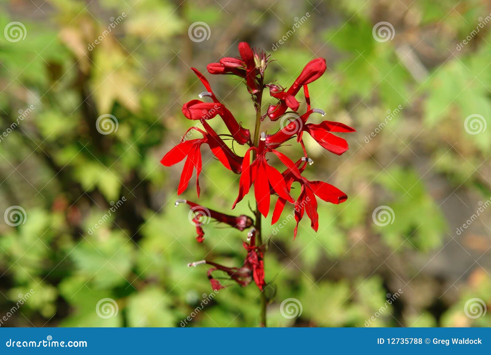 Lobelia cardinalis stock photo. Image of lakes, gardening - 12735788