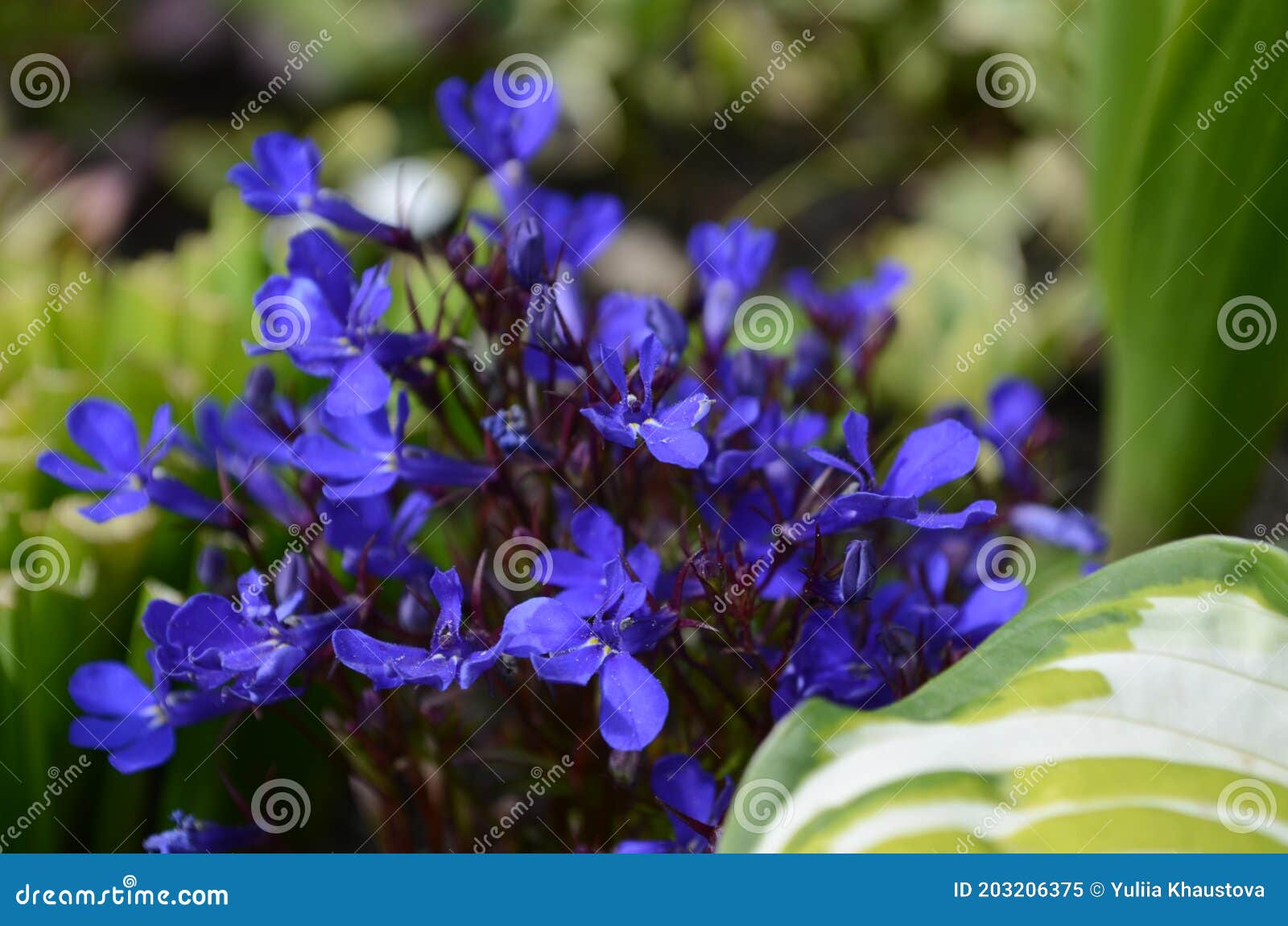 Lobelia Compacta Little Blue Flowers Macro Stock Image - Image of fresh ...