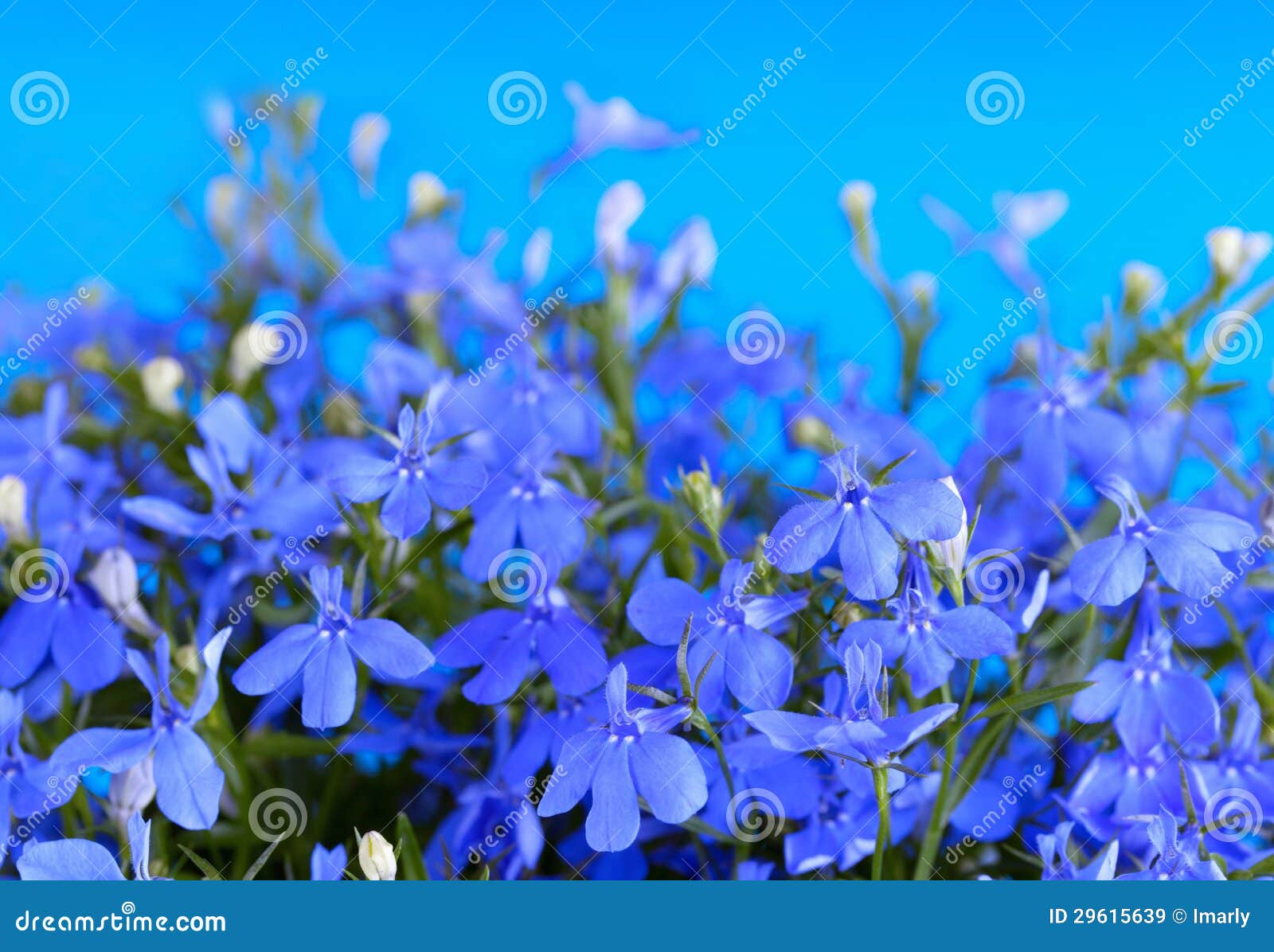 Lobelia flowers stock image. Image of head, detail, grow - 29615639