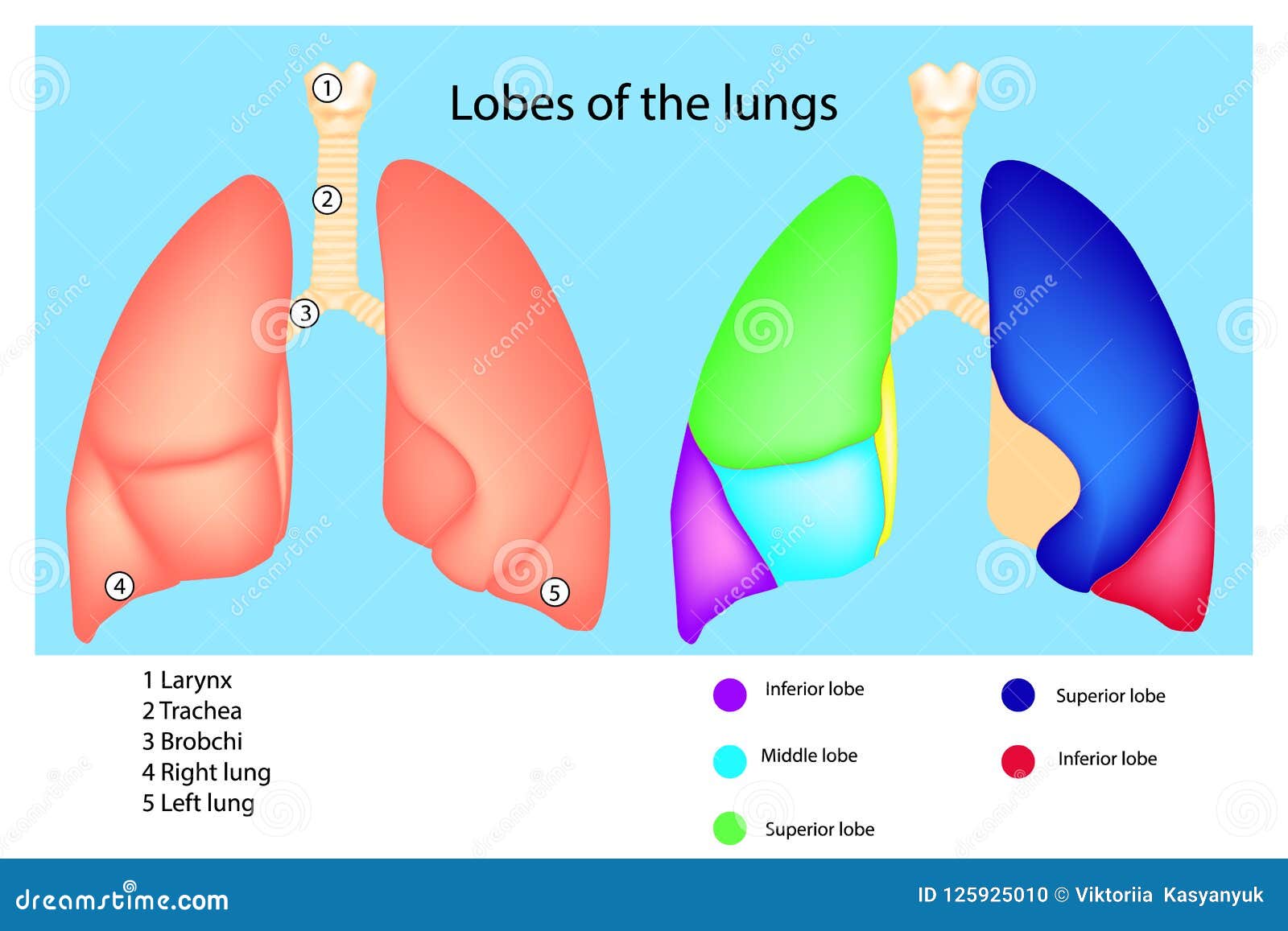 Lobes Des Poumons : Leur Emplacement Et Structure Illustration de ...