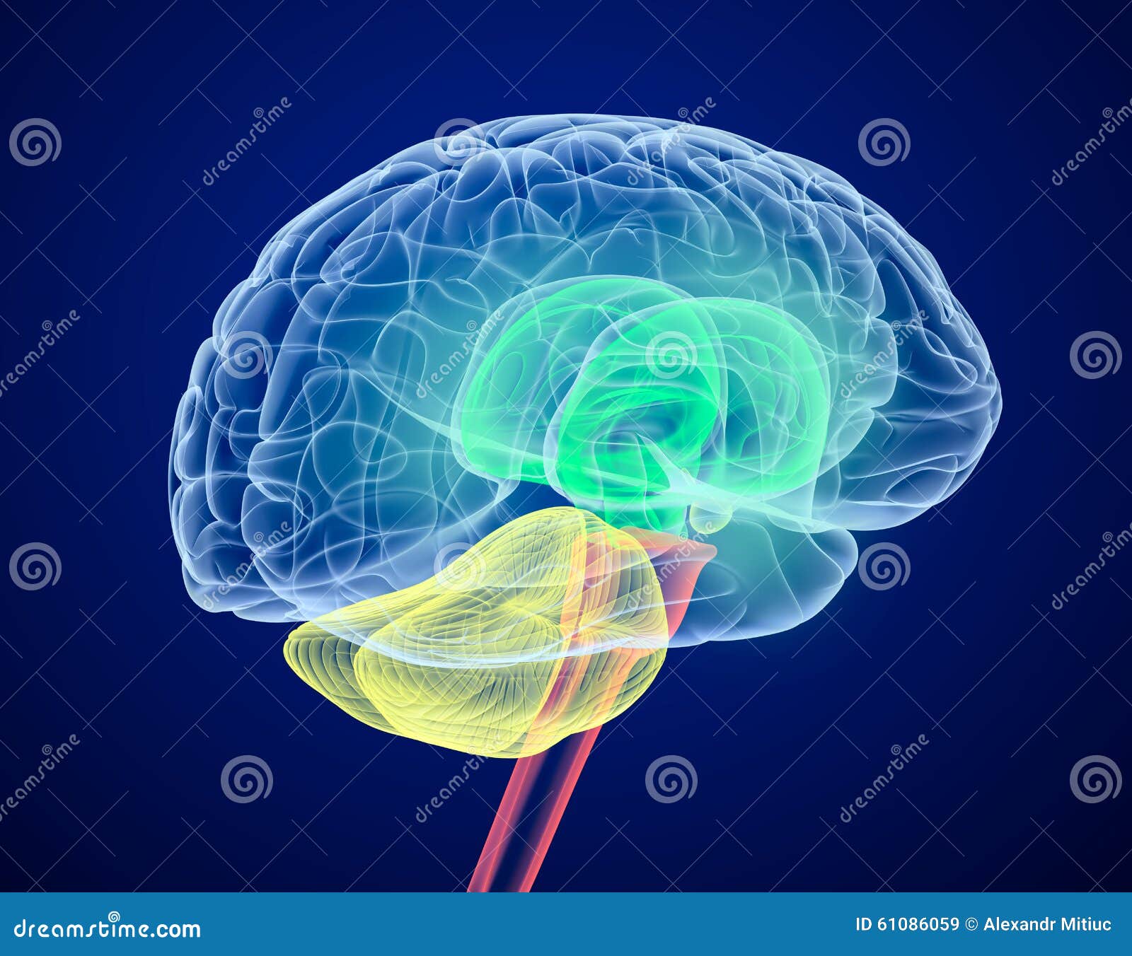 Lobi Del Cervello Nei Colori Differenti Illustrazione di Stock ...