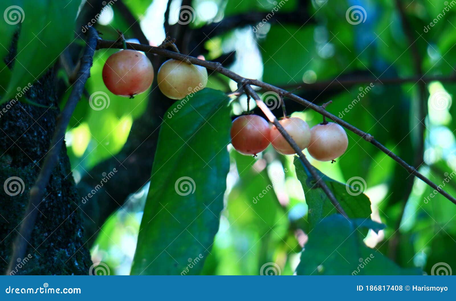 Lobi-lobi stock photo. Image of bright, freshness, cherry - 186817408
