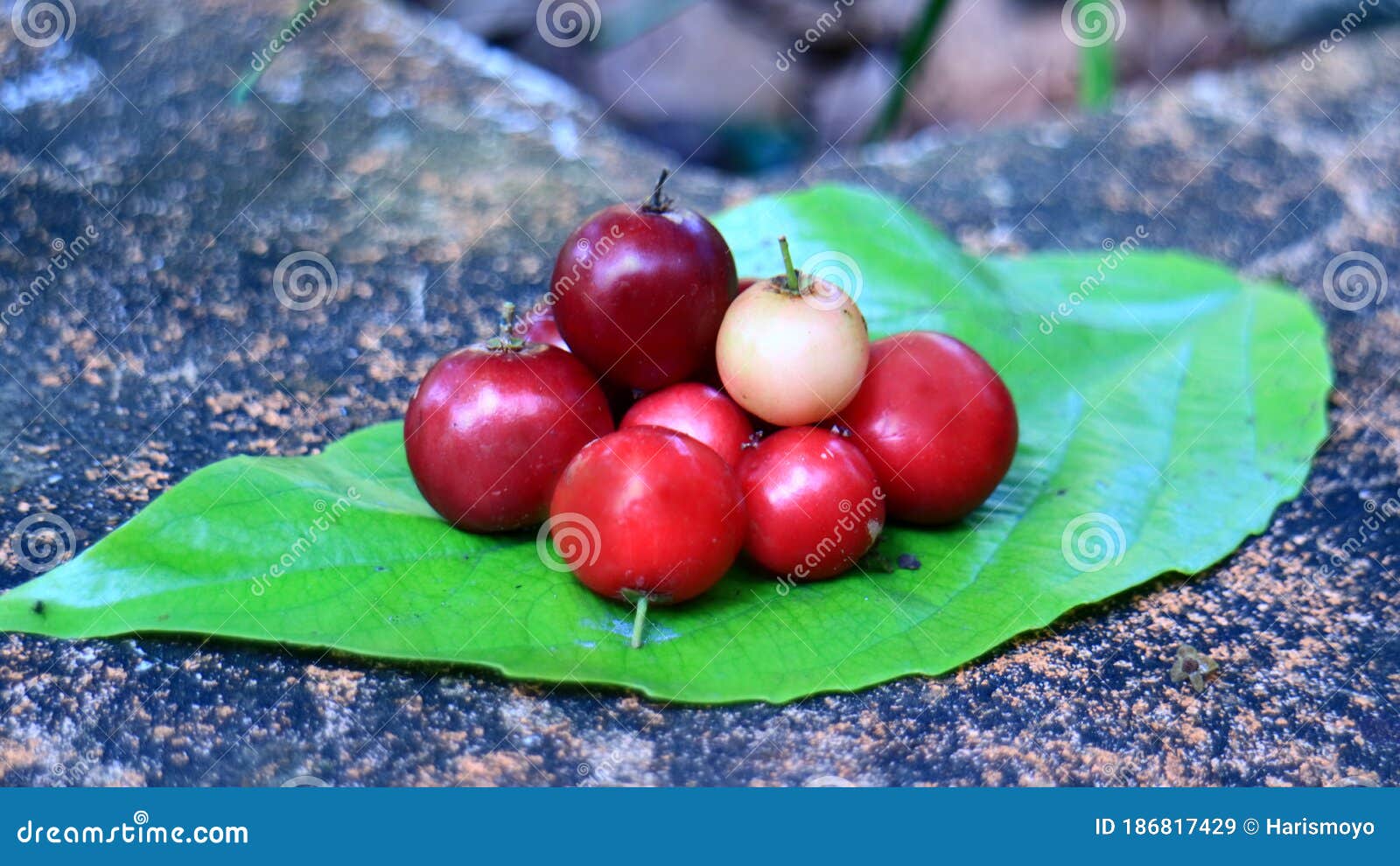 Lobi-lobi stock image. Image of asia, leaf, lobi, inermis - 186817429