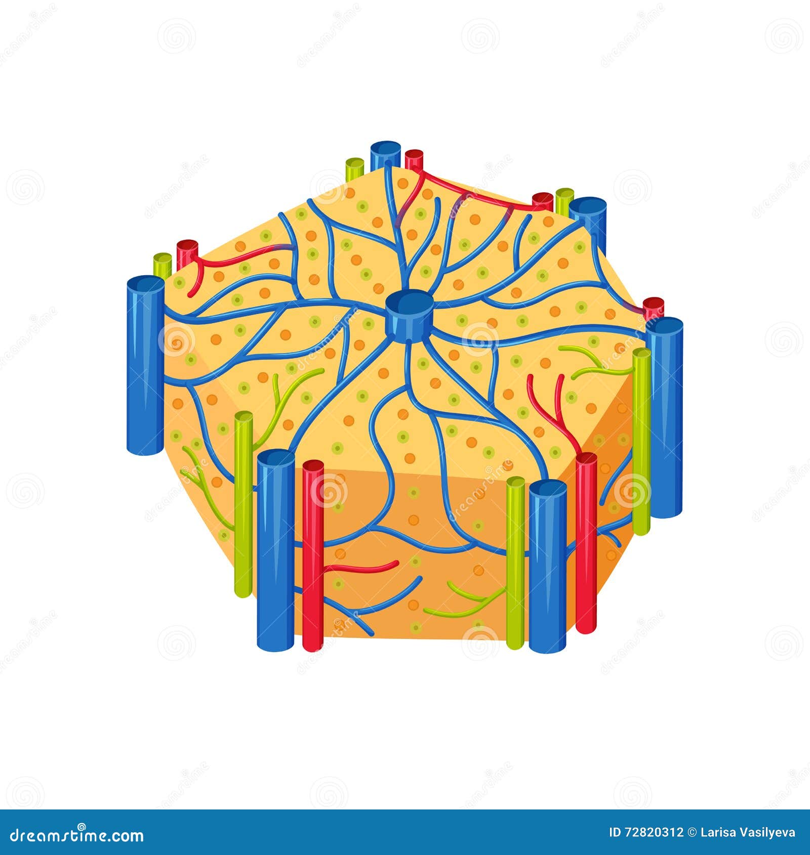 Lobi umani del fegato illustrazione vettoriale. Illustrazione di ...
