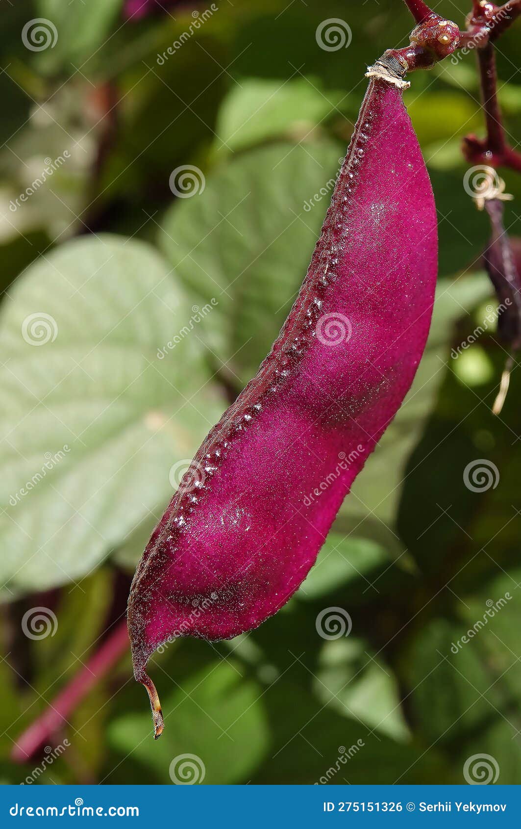 Lobia plant with seeds stock photo. Image of sunny, covers - 275151326