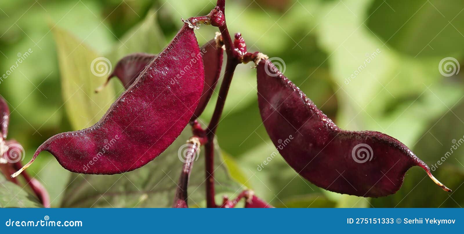 Lobia plant with seeds stock image. Image of attaching - 275151333