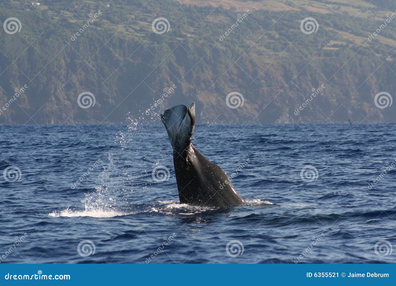 Lobing van de staart stock afbeelding. Image of leven - 6355521