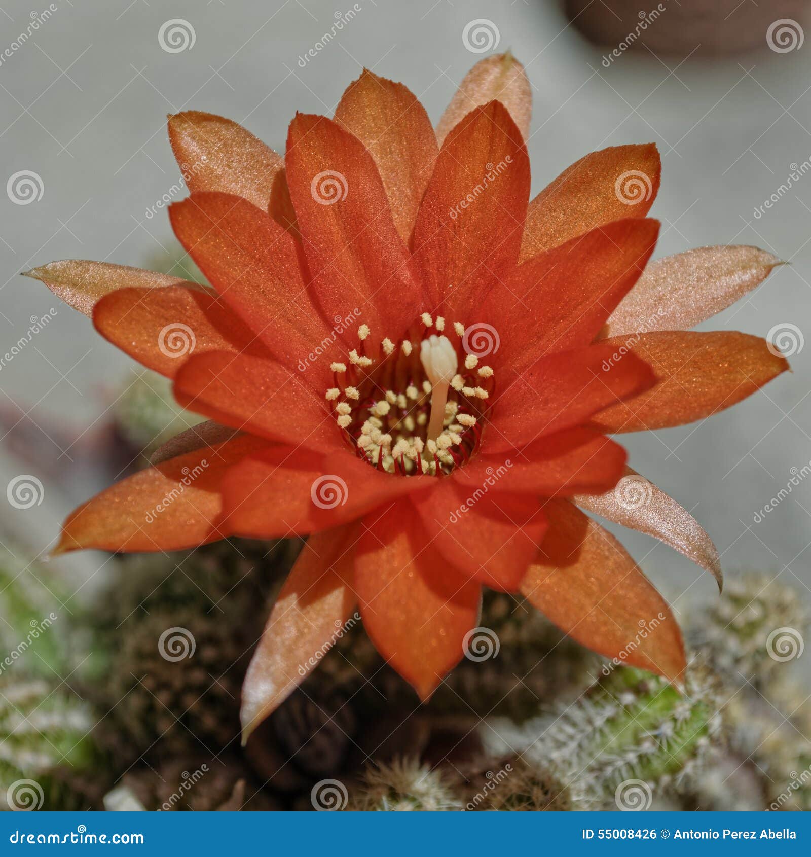 Lobivia Cactus Flower stock photo. Image of plant, jujuy - 55008426