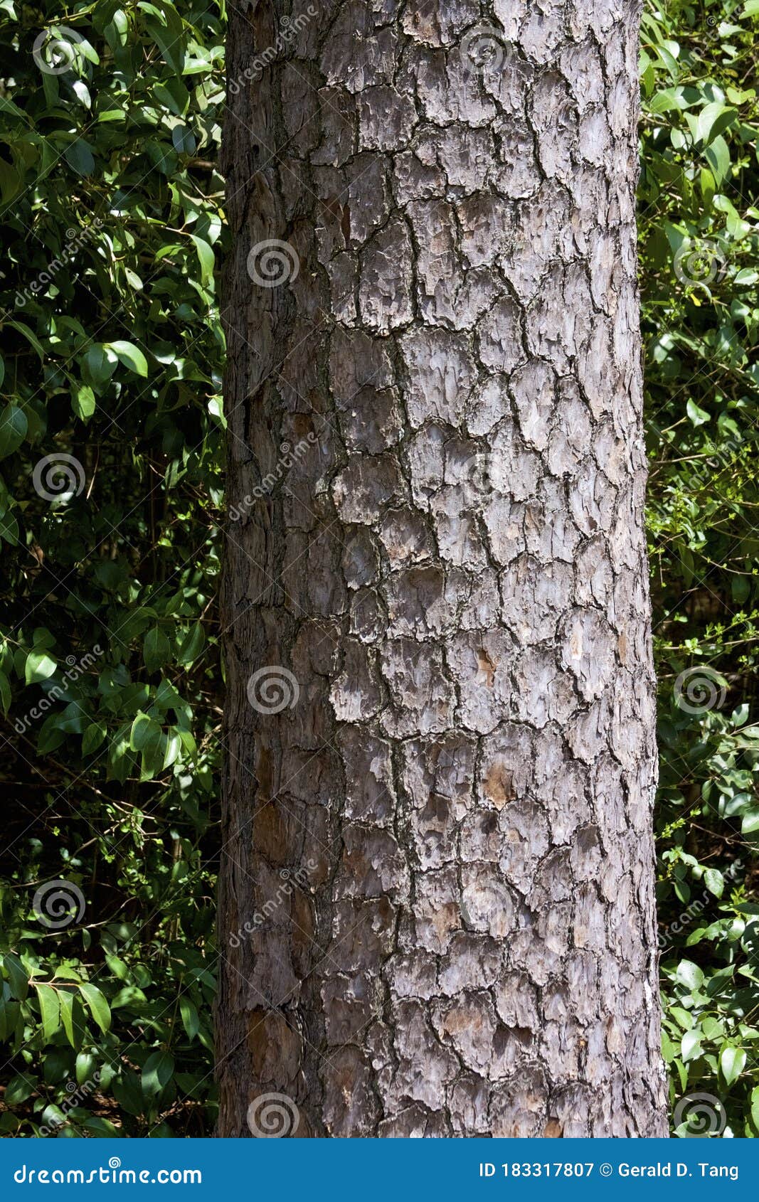Longleaf Pine Bark