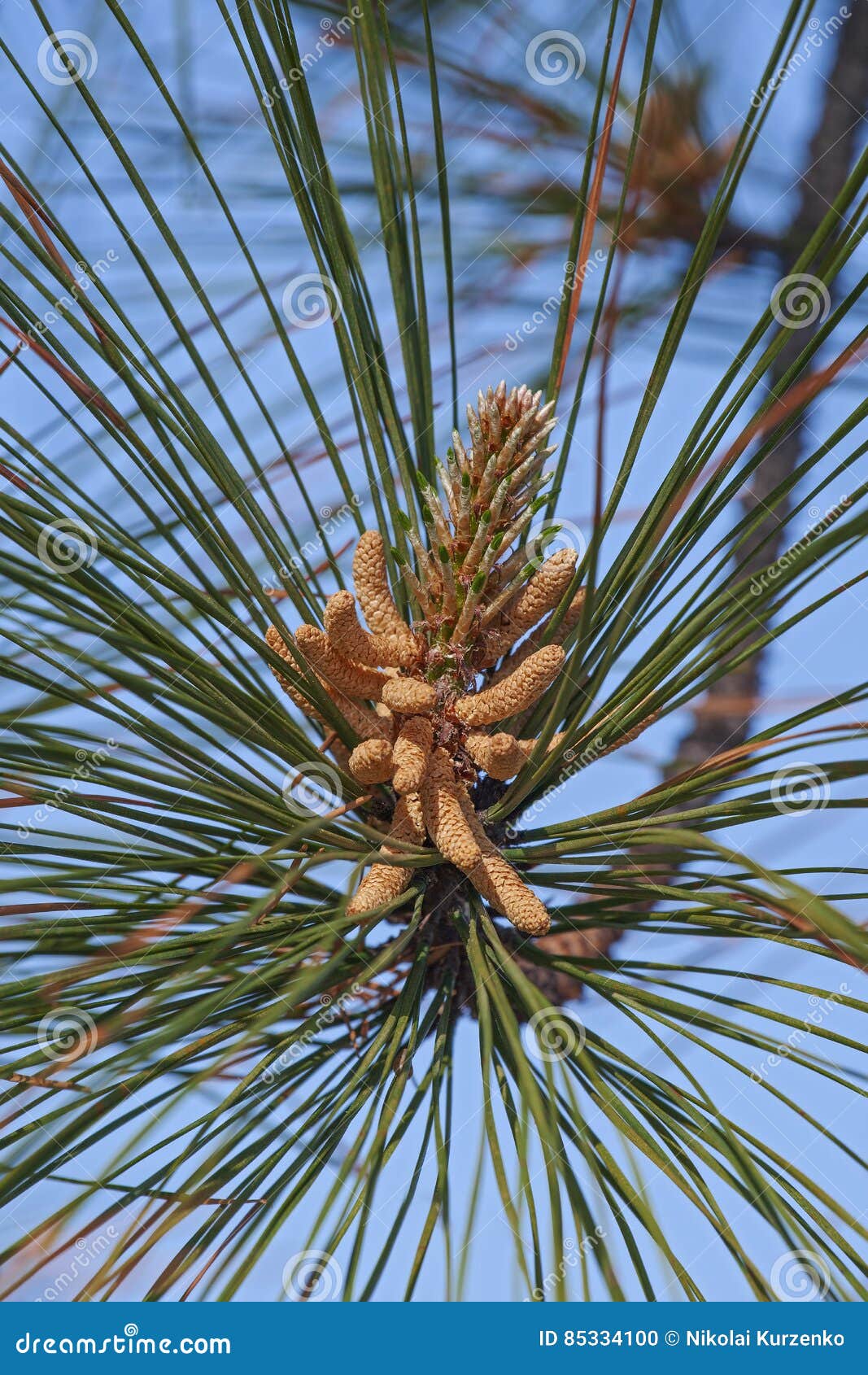 Loblolly pine pollen cones stock photo. Image of pinaceae - 85334100