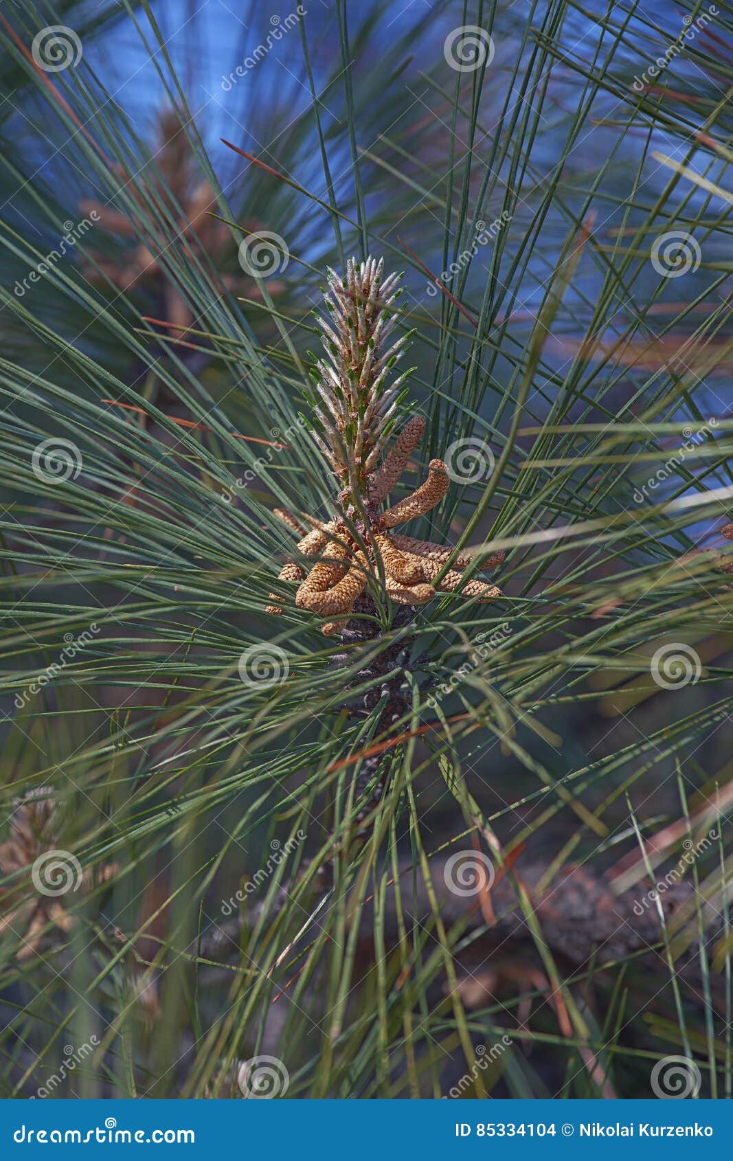 Loblolly pine pollen cones stock photo. Image of vertical - 85334104