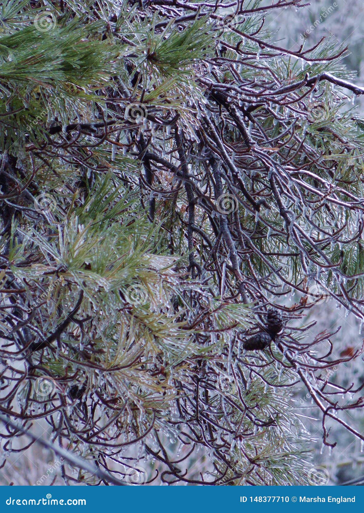 Loblolly Pine Tree with Icy Branches Stock Photo - Image of evergreen ...