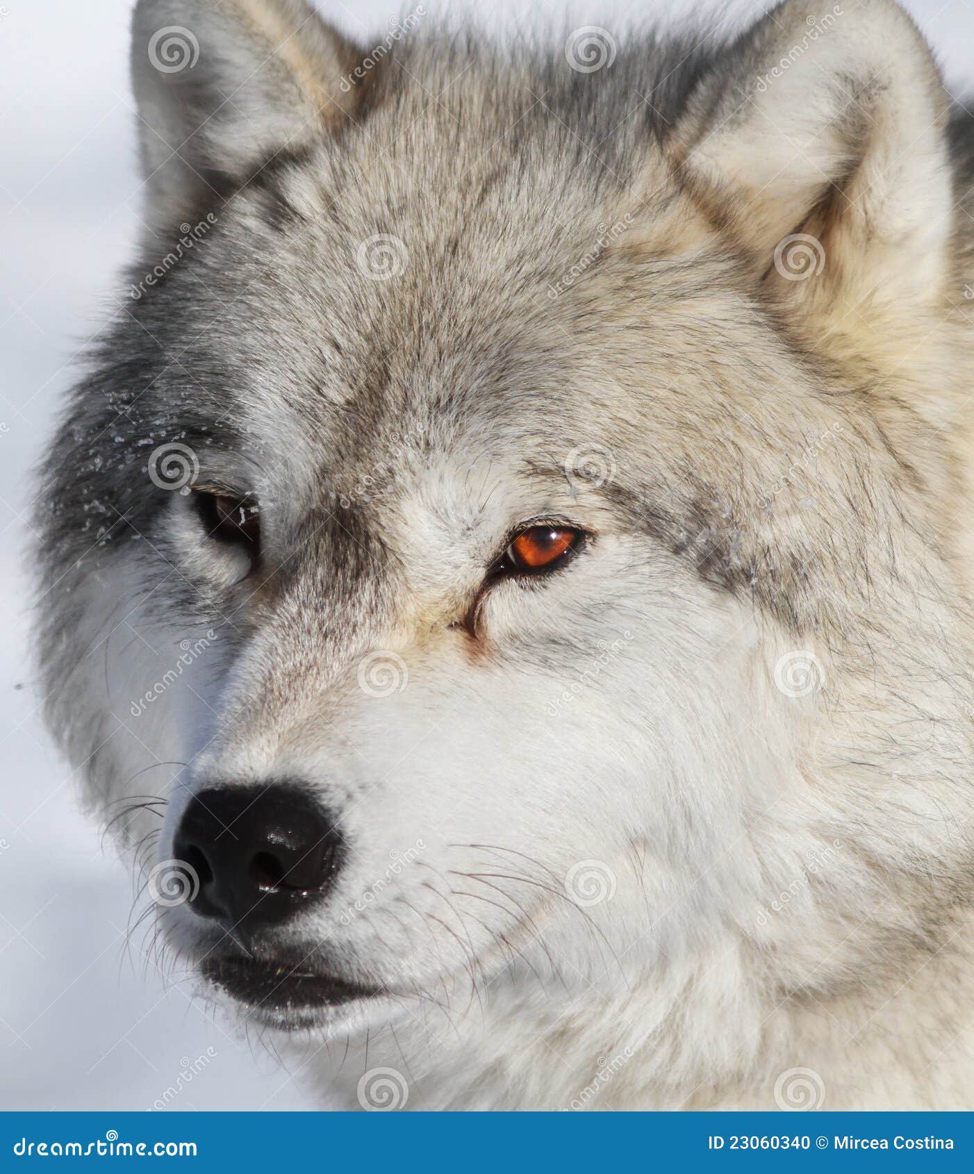 Lobo ártico foto de archivo. Imagen de lupus, mirada - 23060340