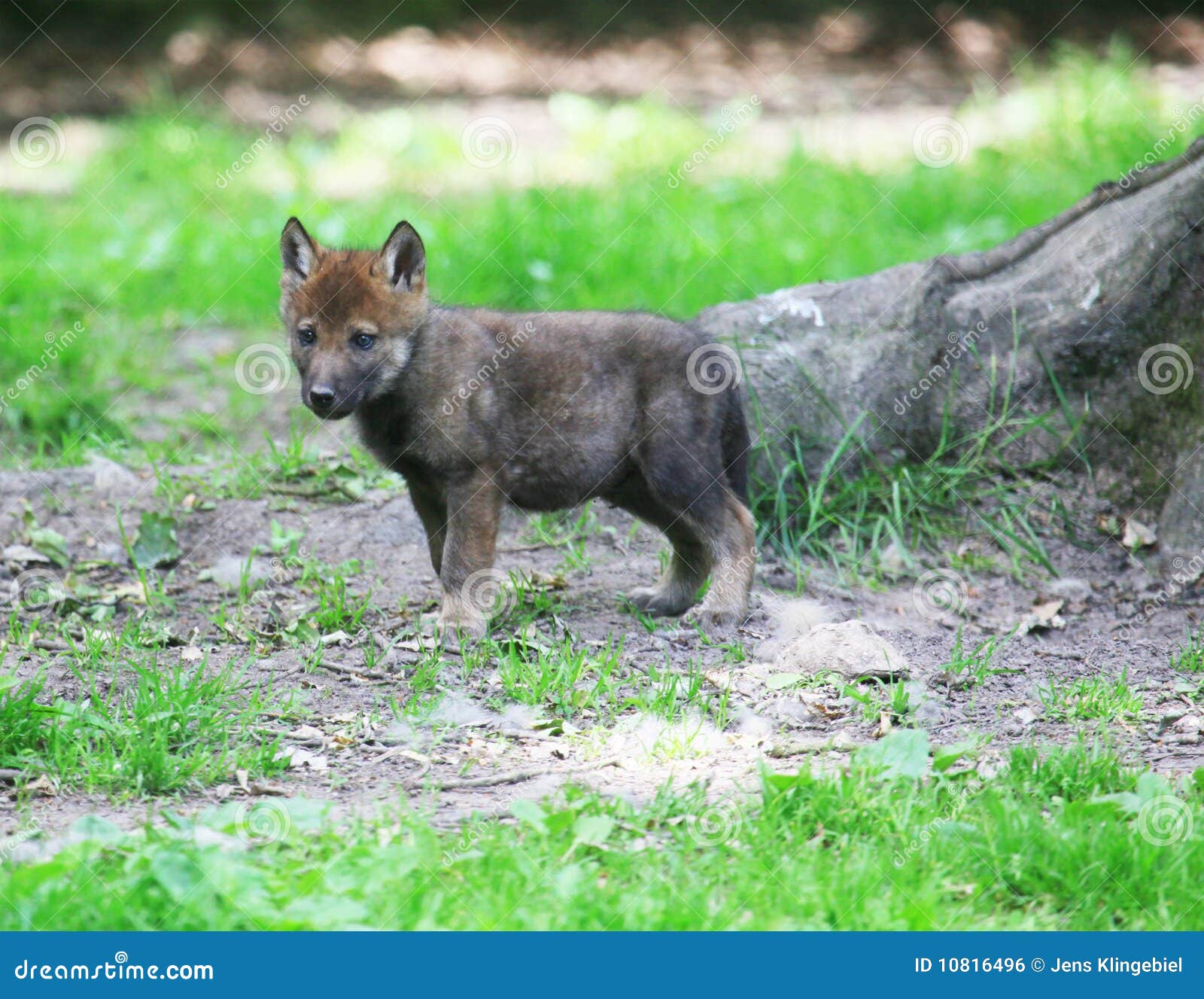Lobo foto de archivo. Imagen de salir, viejo, sentada - 10816496