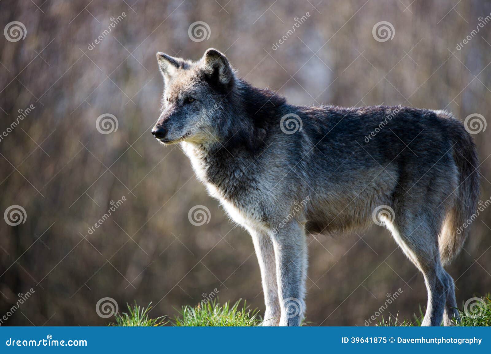 Lobo imagen de archivo. Imagen de cubo, canino, lupino - 39641875