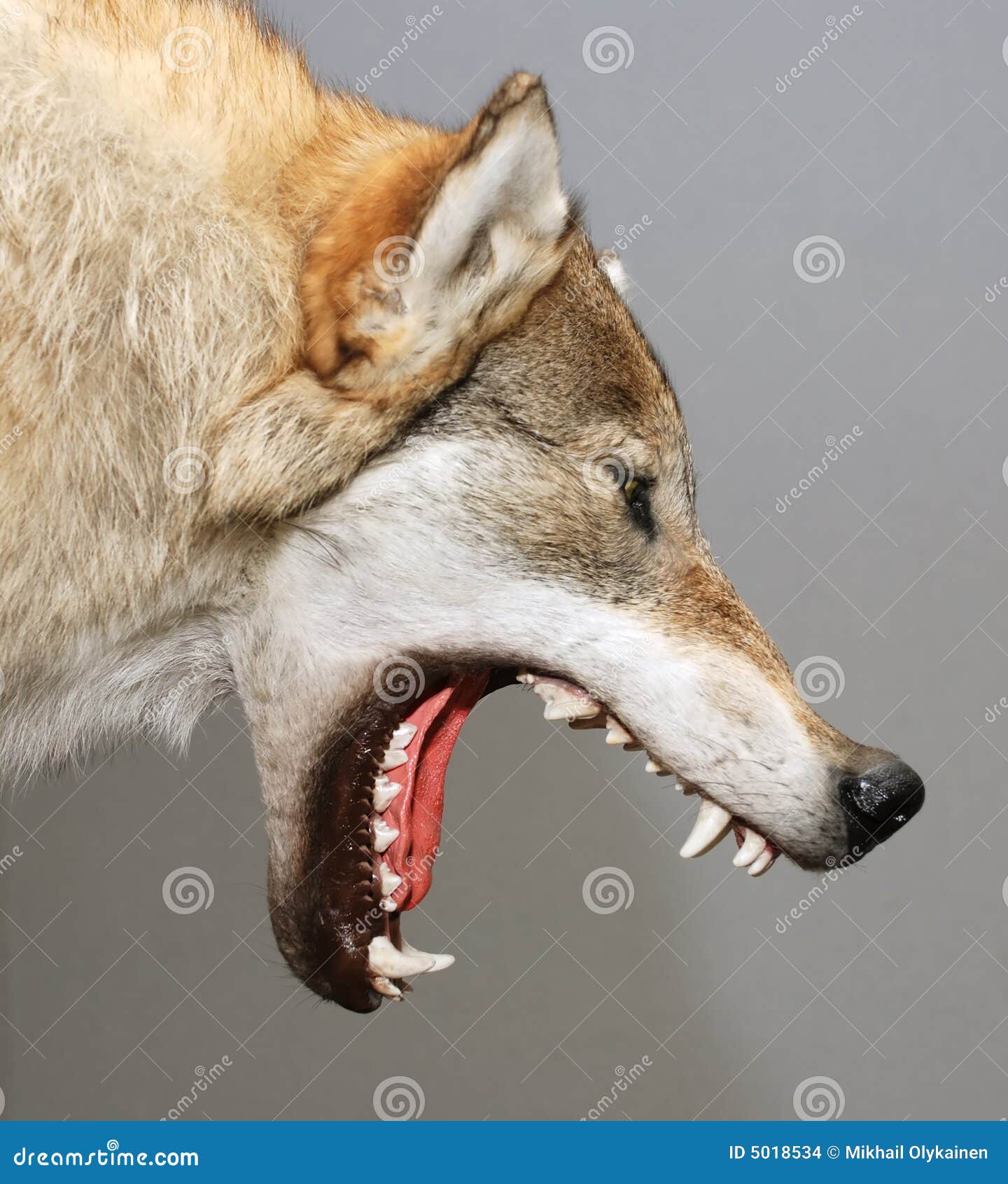 Lobo foto de stock. Imagem de cabeça, aberto, caça, boca - 5018534