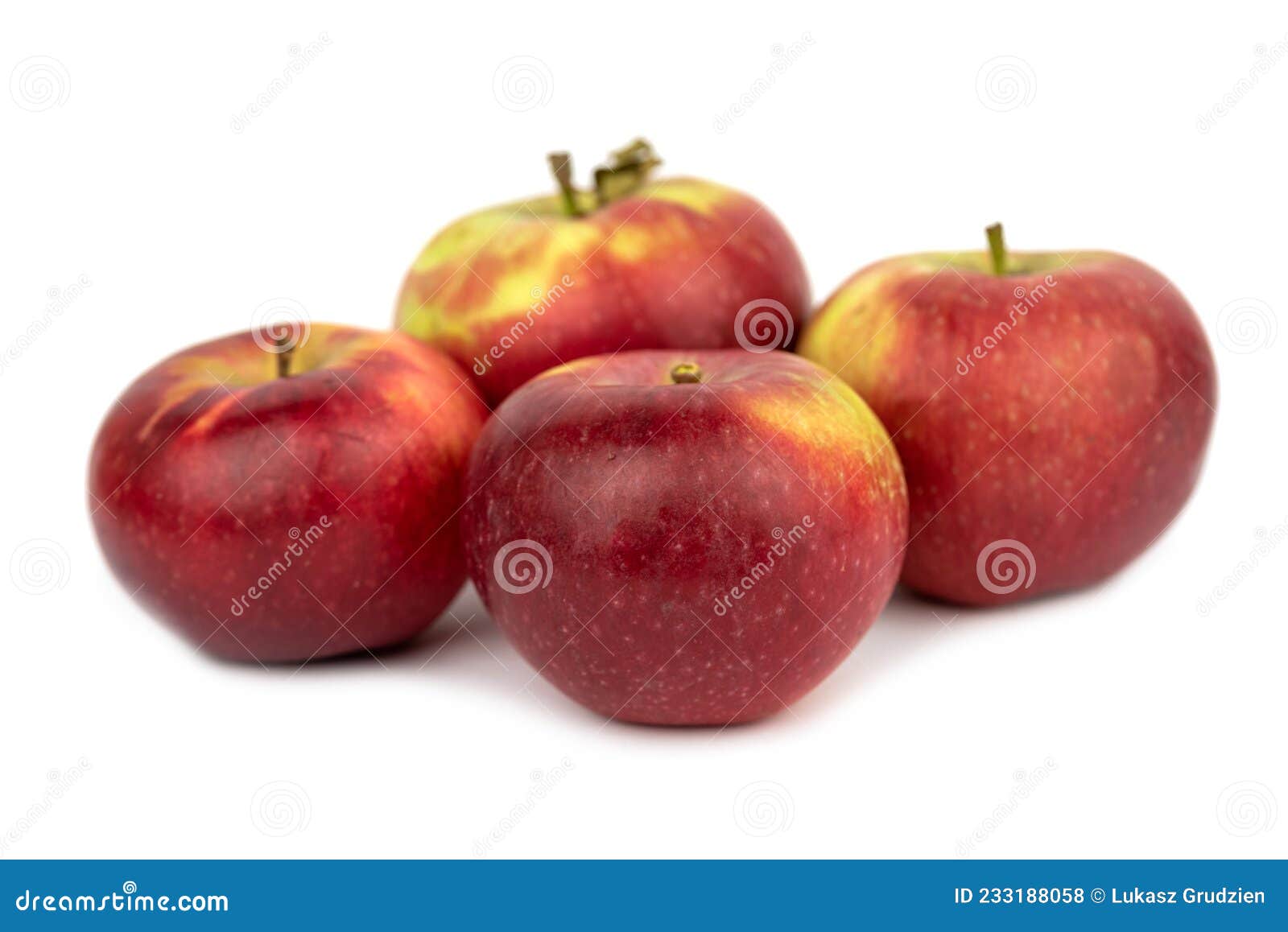 Lobo Apple stock photo. Image of fresh, seeds, taste - 233188058