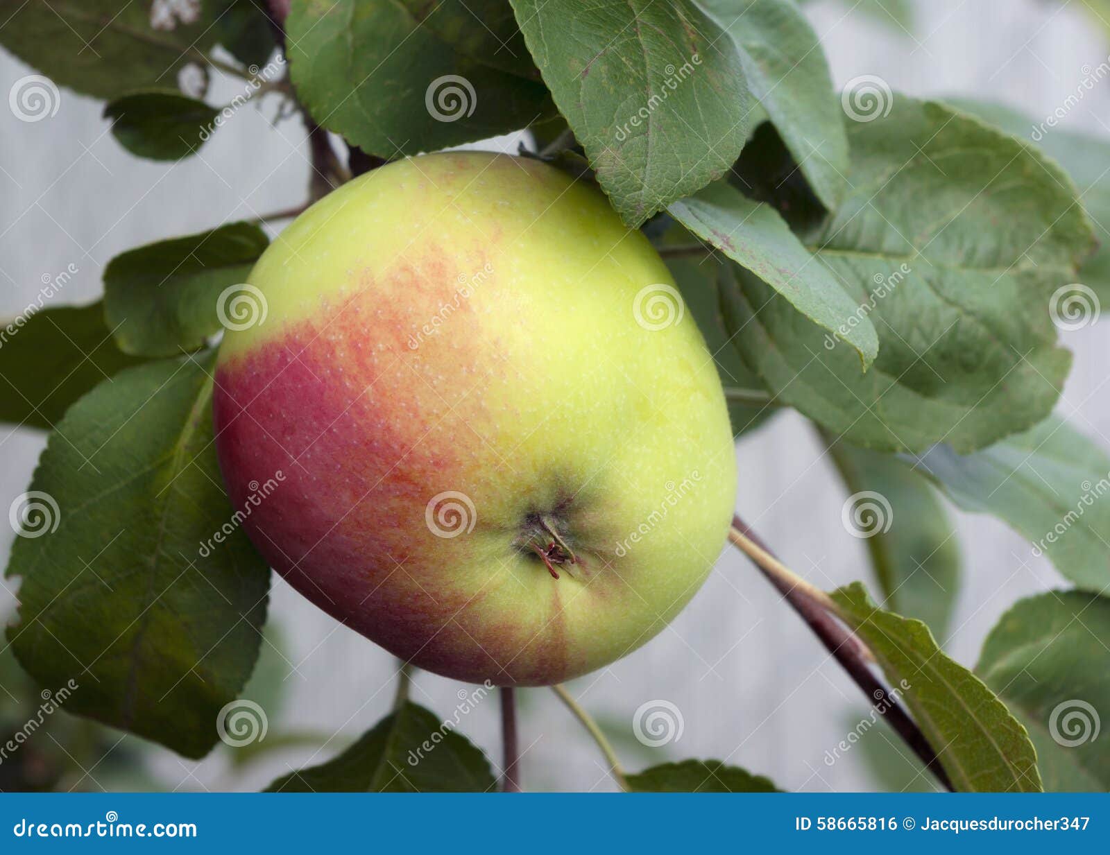 Lobo apple in tree stock photo. Image of leafs, fall - 58665816