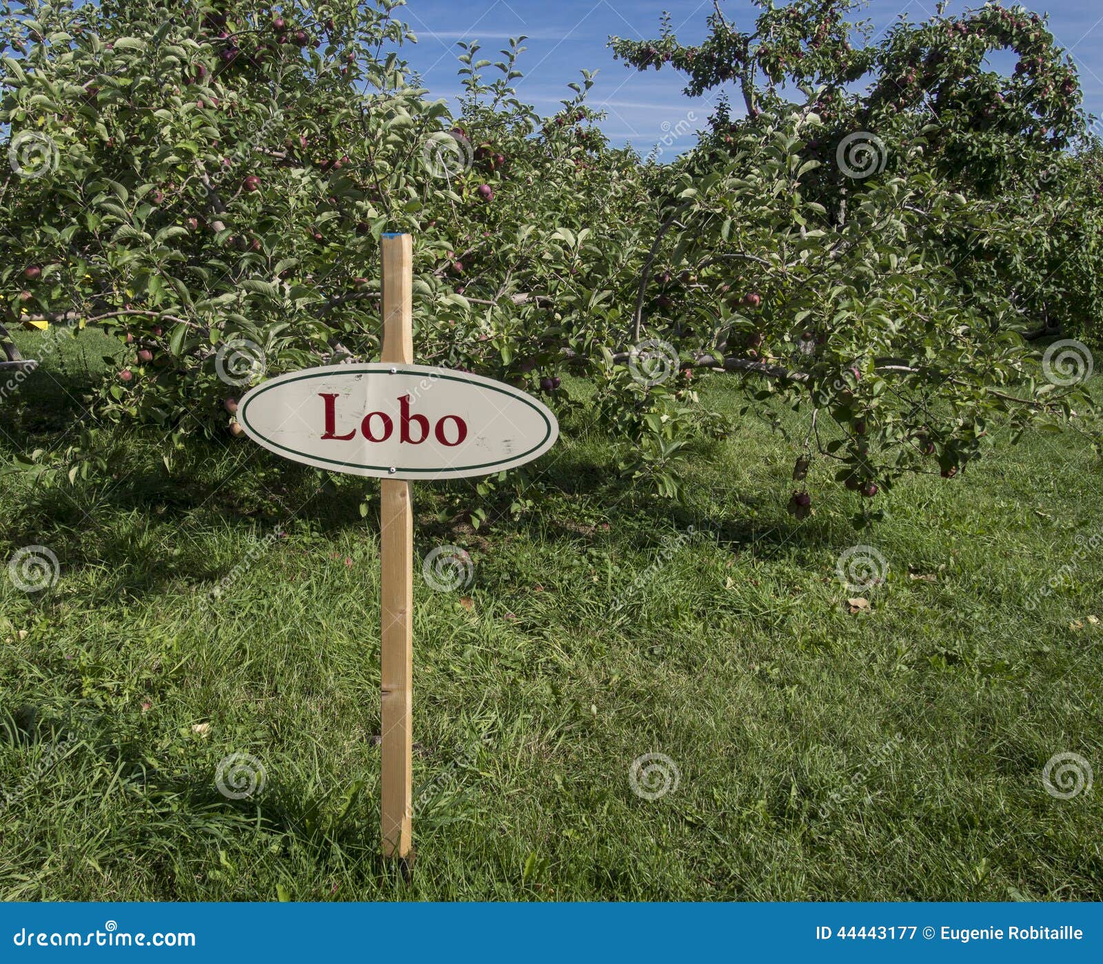 Lobo Apples In A Basket Stock Photography | CartoonDealer.com #77148968