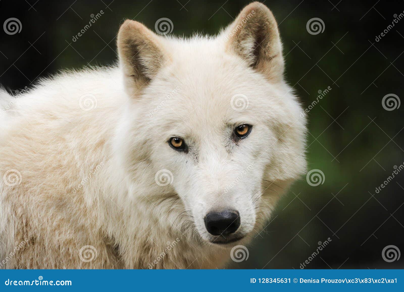 Lobo blanco imagen de archivo. Imagen de canino, perro - 128345631