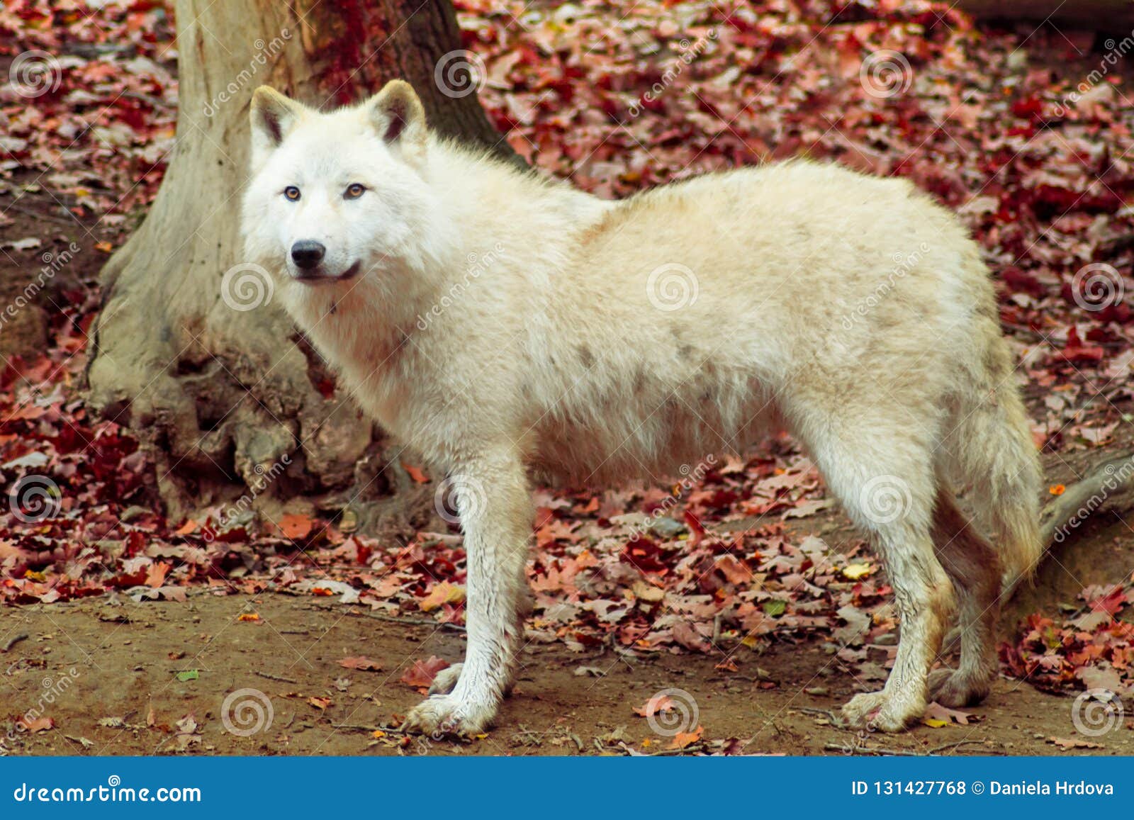 Lobo blanco foto de archivo. Imagen de mascota, animal - 131427768