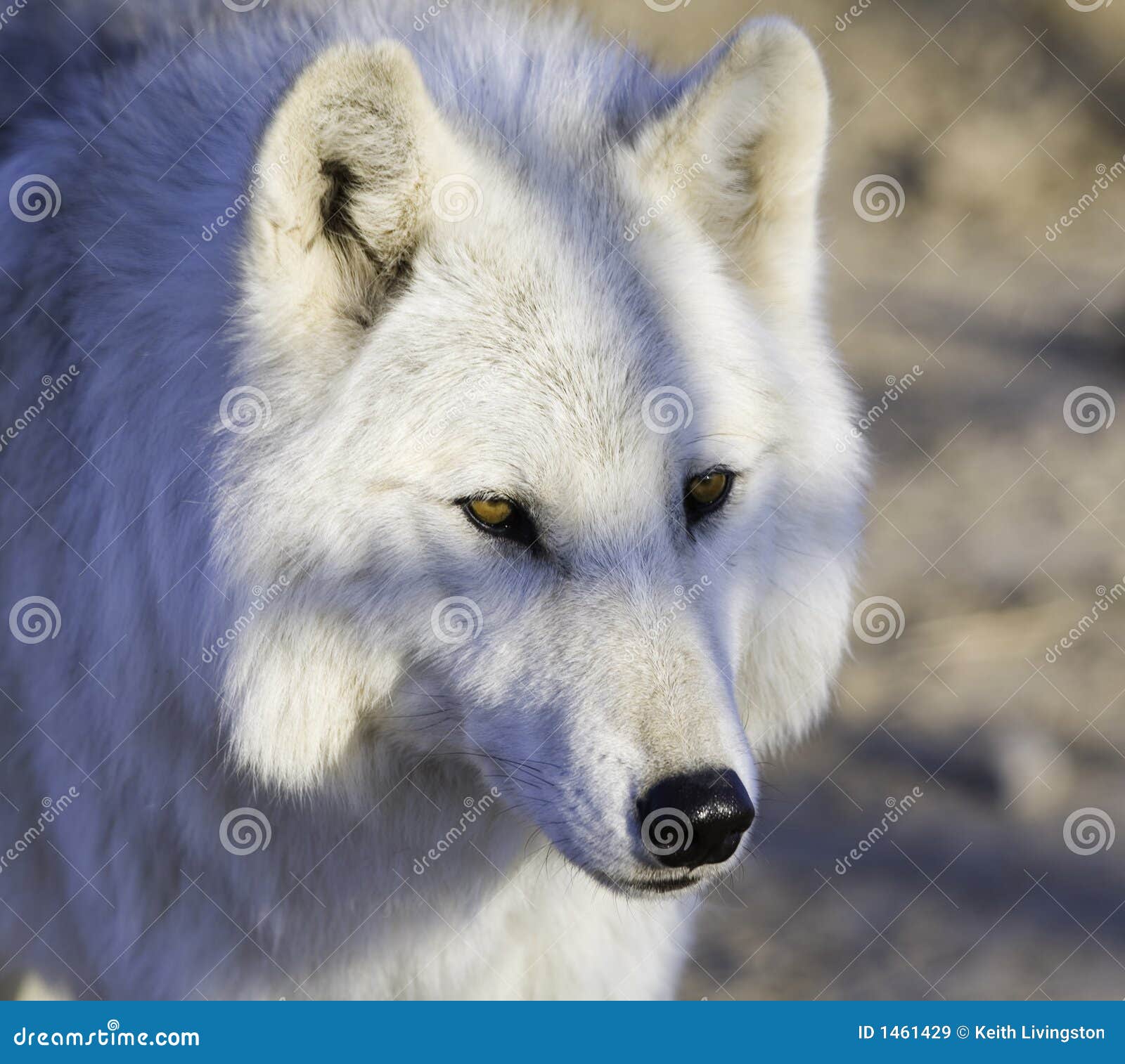 Lobo Blanco stock image. Image of arctic, evening, howl - 1461429