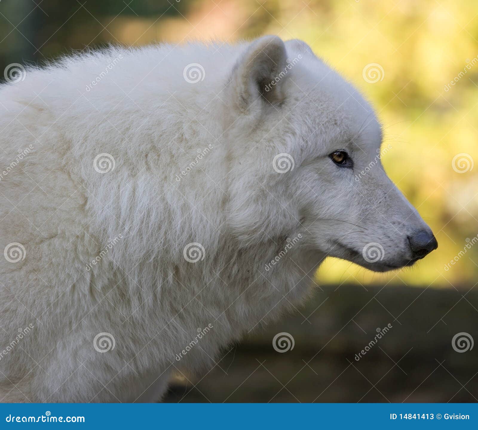 Lobo blanco imagen de archivo. Imagen de canadiense, animal - 14841413