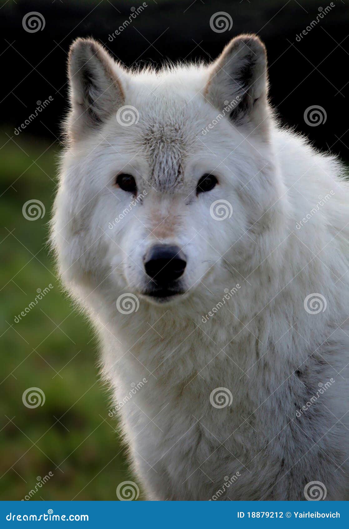 Lobo blanco foto de archivo. Imagen de retrato, lobo - 18879212
