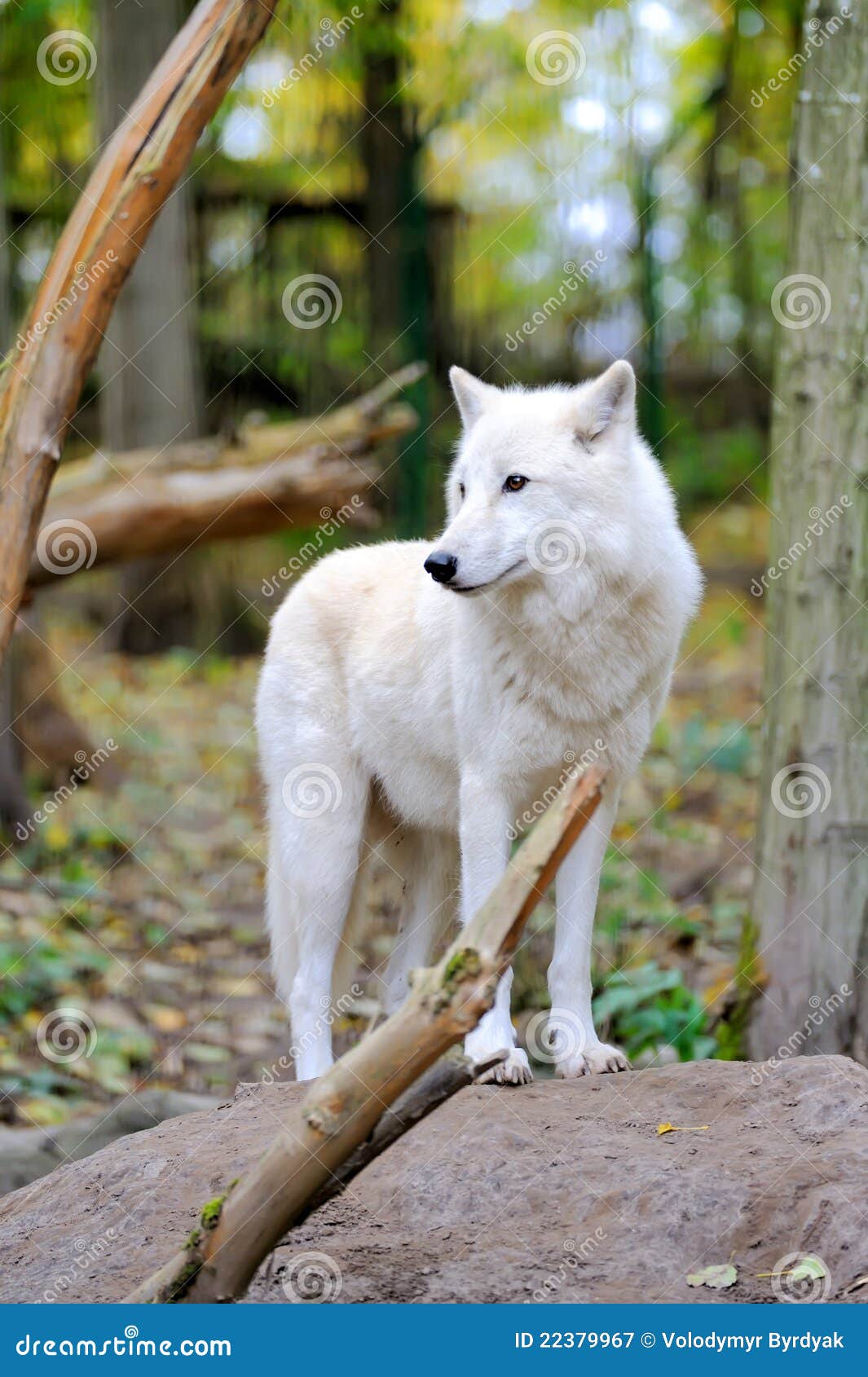 Lobo blanco imagen de archivo. Imagen de mirada, animal - 22379967