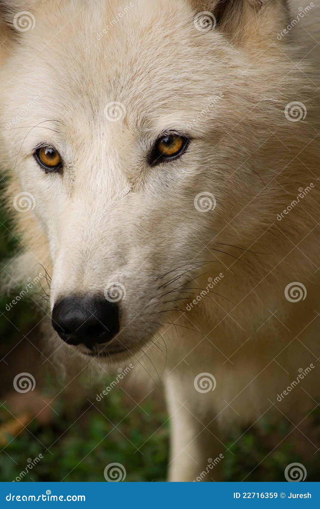 Lobo blanco imagen de archivo. Imagen de protector, piel - 22716359