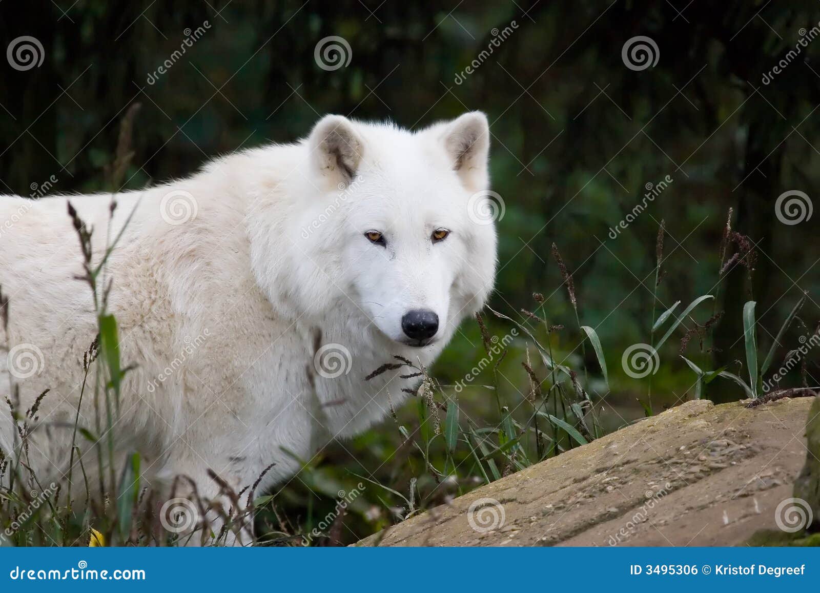 Lobo blanco foto de archivo. Imagen de bestia, hocico - 3495306