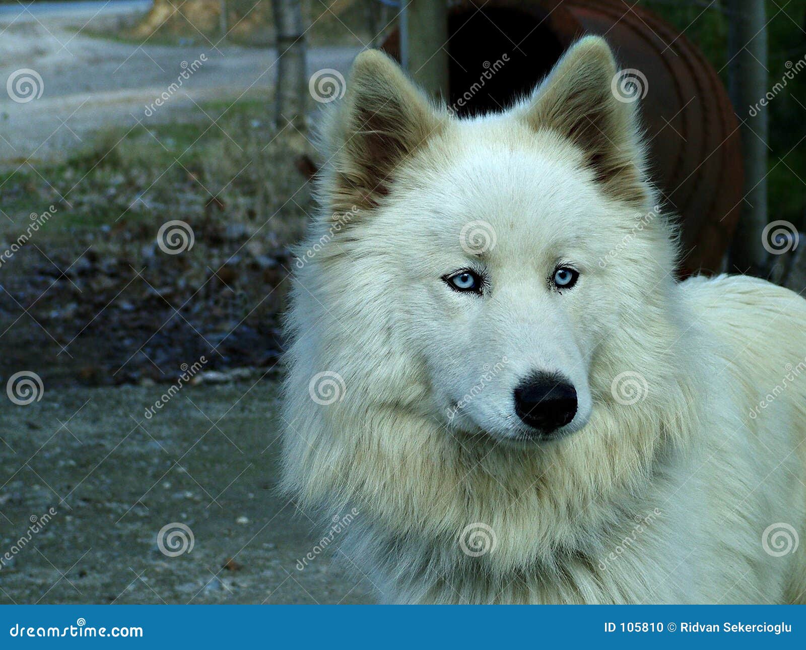 Lobo branco foto de stock. Imagem de branco, lobo, olho - 105810
