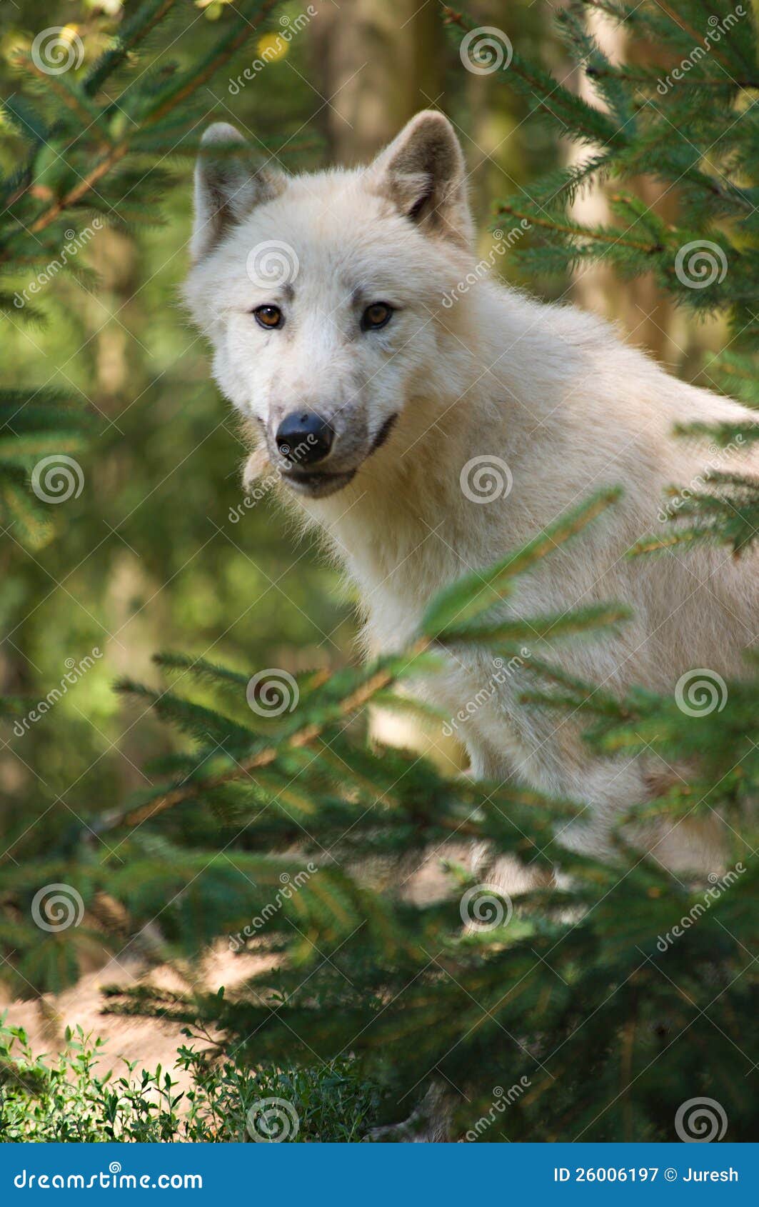 Lobo branco imagem de stock. Imagem de besta, cinzento - 26006197
