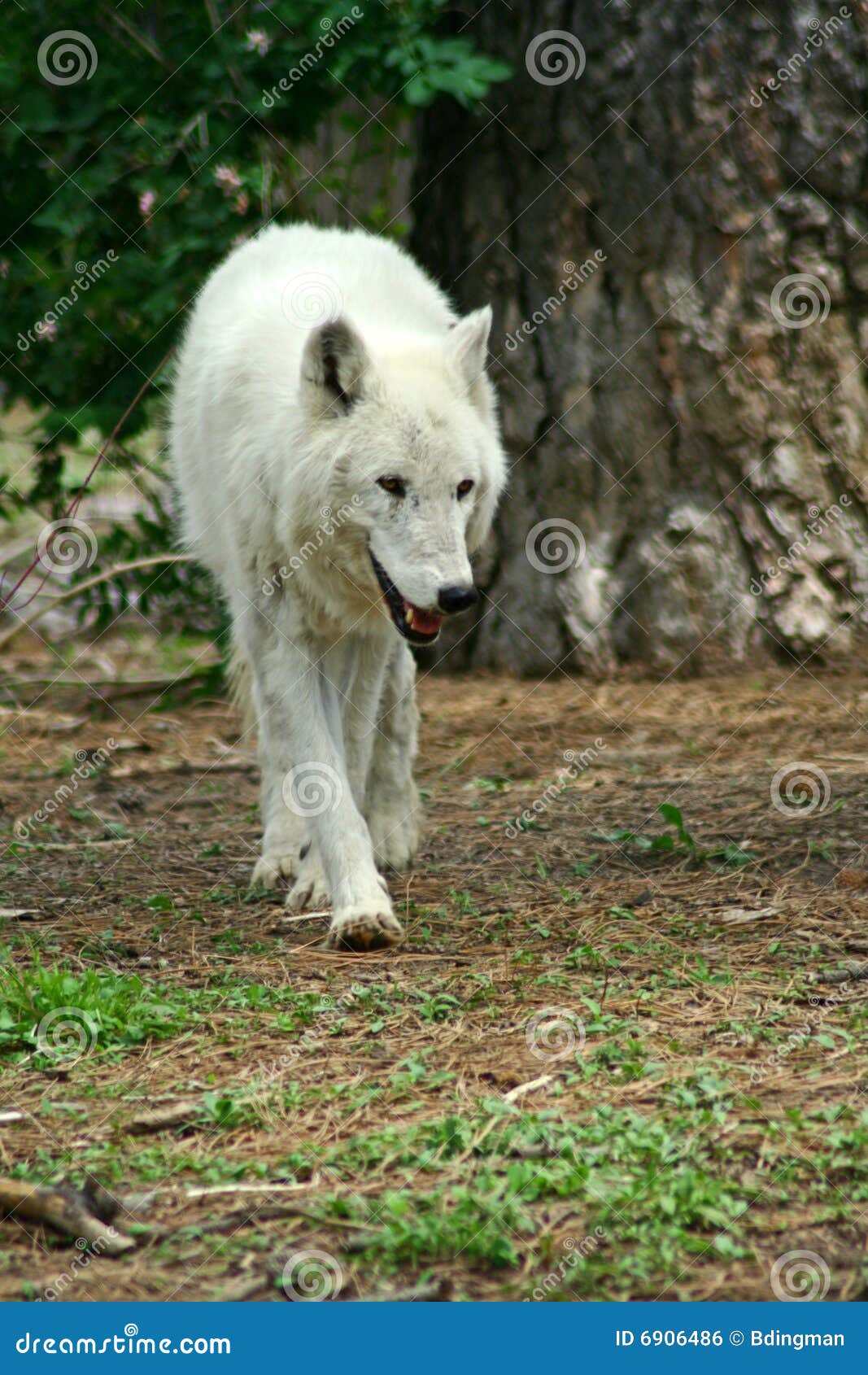 Lobo branco foto de stock. Imagem de selvagem, tundra - 6906486