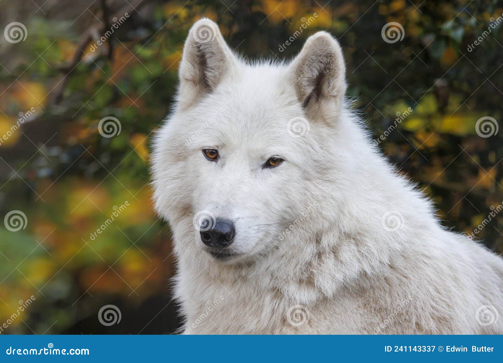 Lobo Branco Lobo-do-mato-lobo-branco Canis Lupus Hudsonicus Imagem de ...