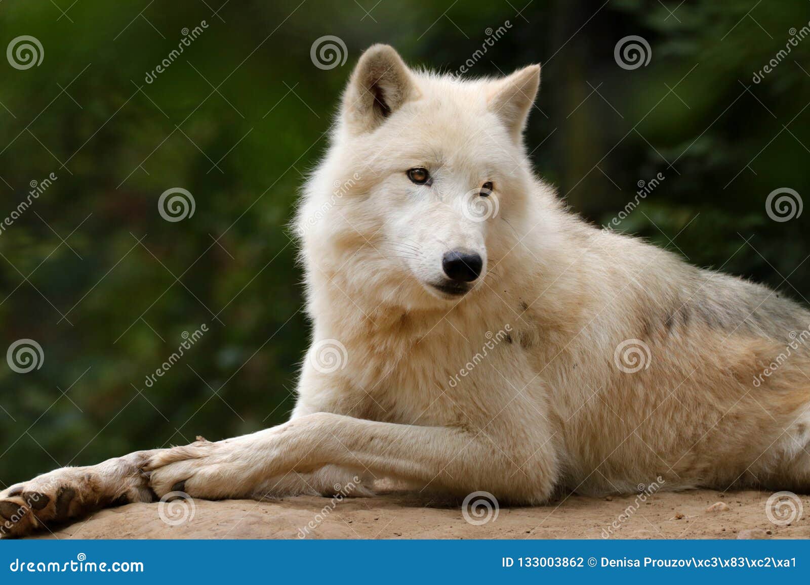 Lobo branco na natureza foto de stock. Imagem de norte - 133003862
