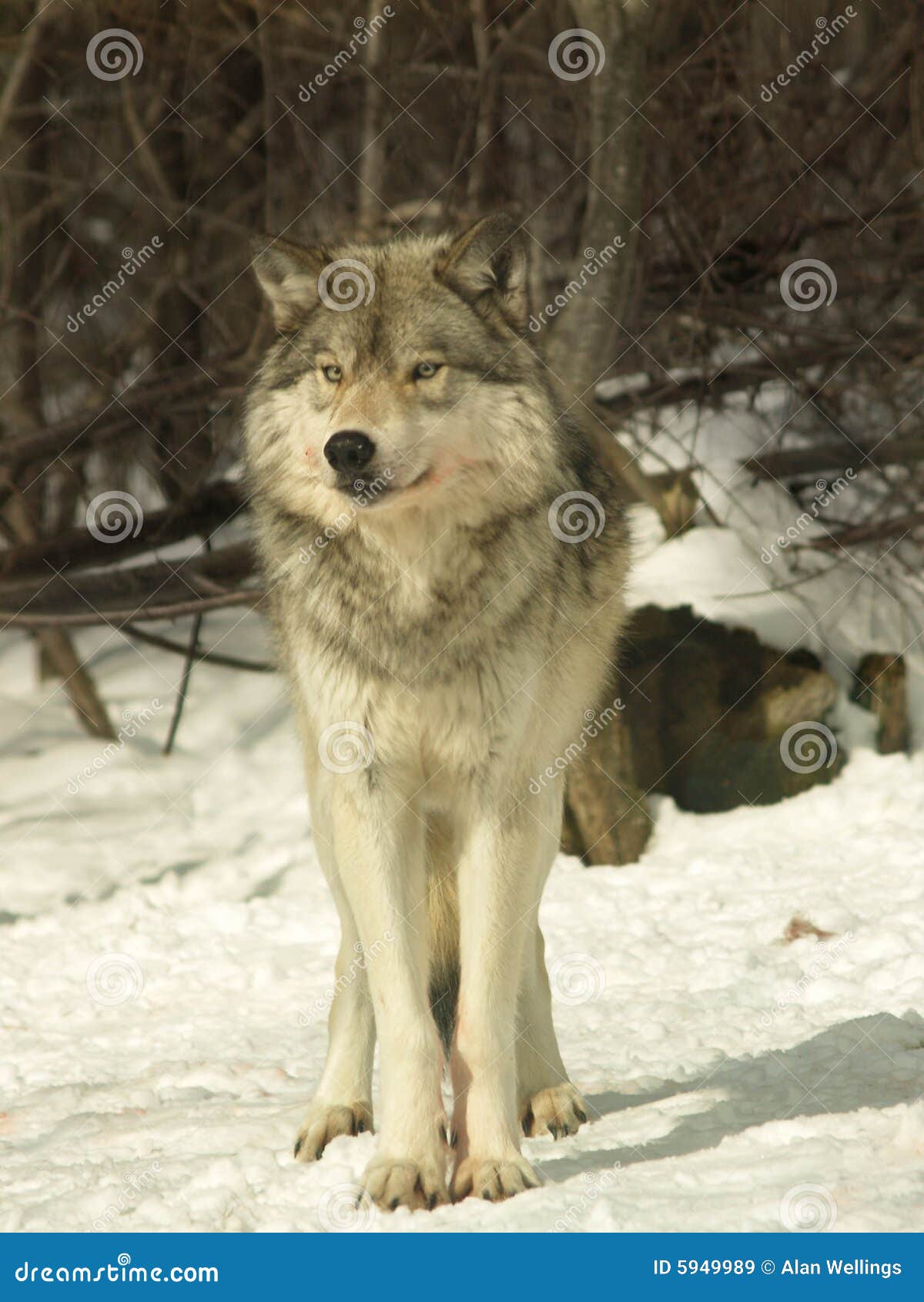 Lobo, Canadá imagen de archivo. Imagen de paquete, hielo - 5949989