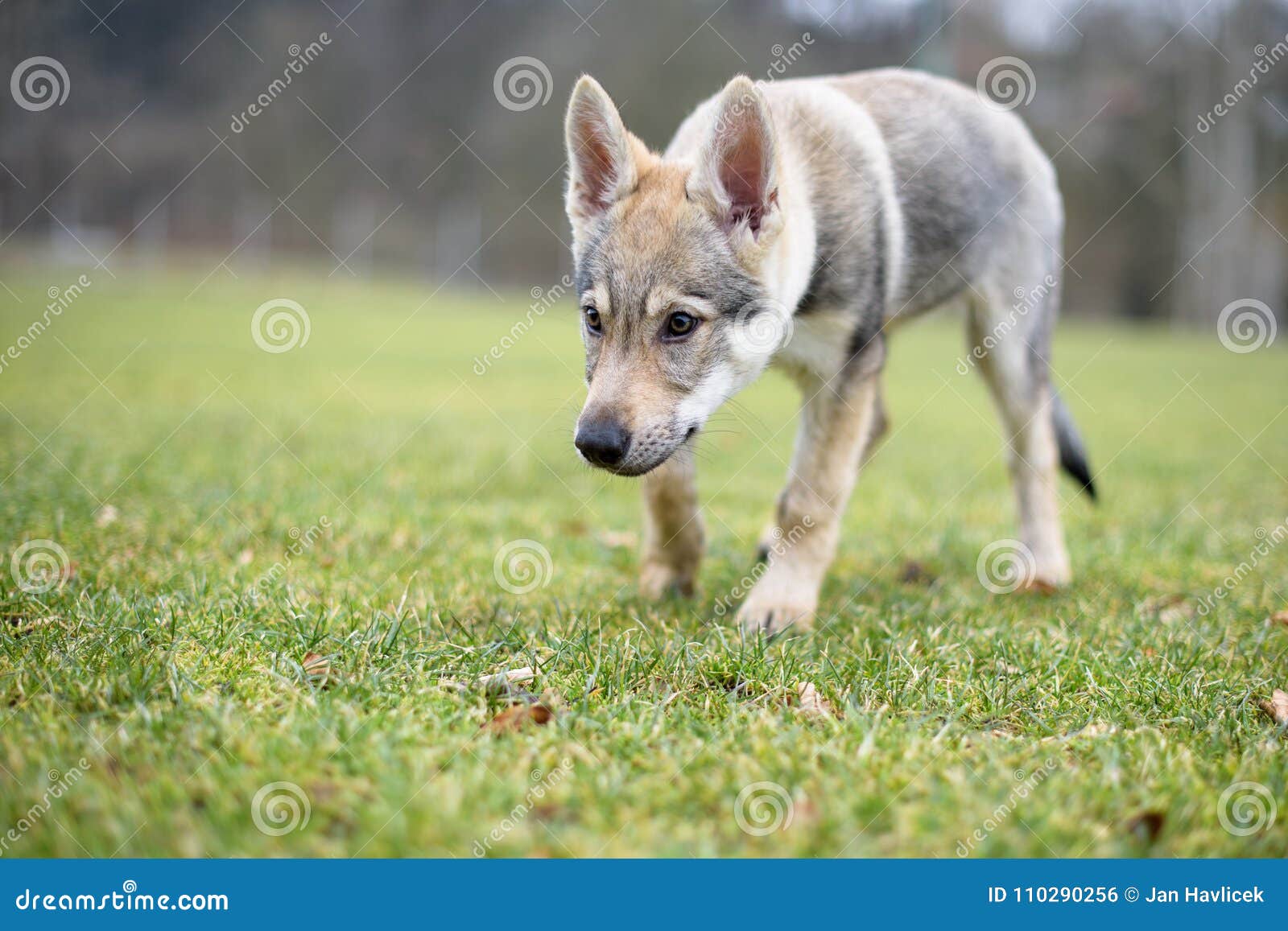 Lobo checoslovaco lindo foto de archivo. Imagen de lindo - 110290256