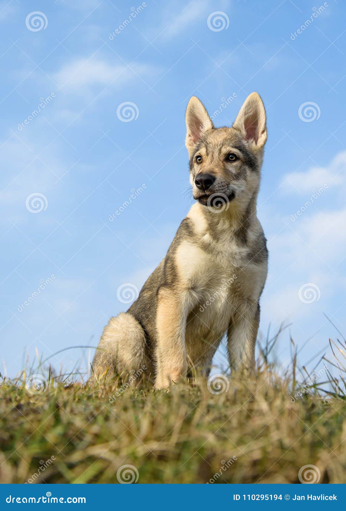Lobo checoslovaco lindo foto de archivo. Imagen de compinche - 110295194