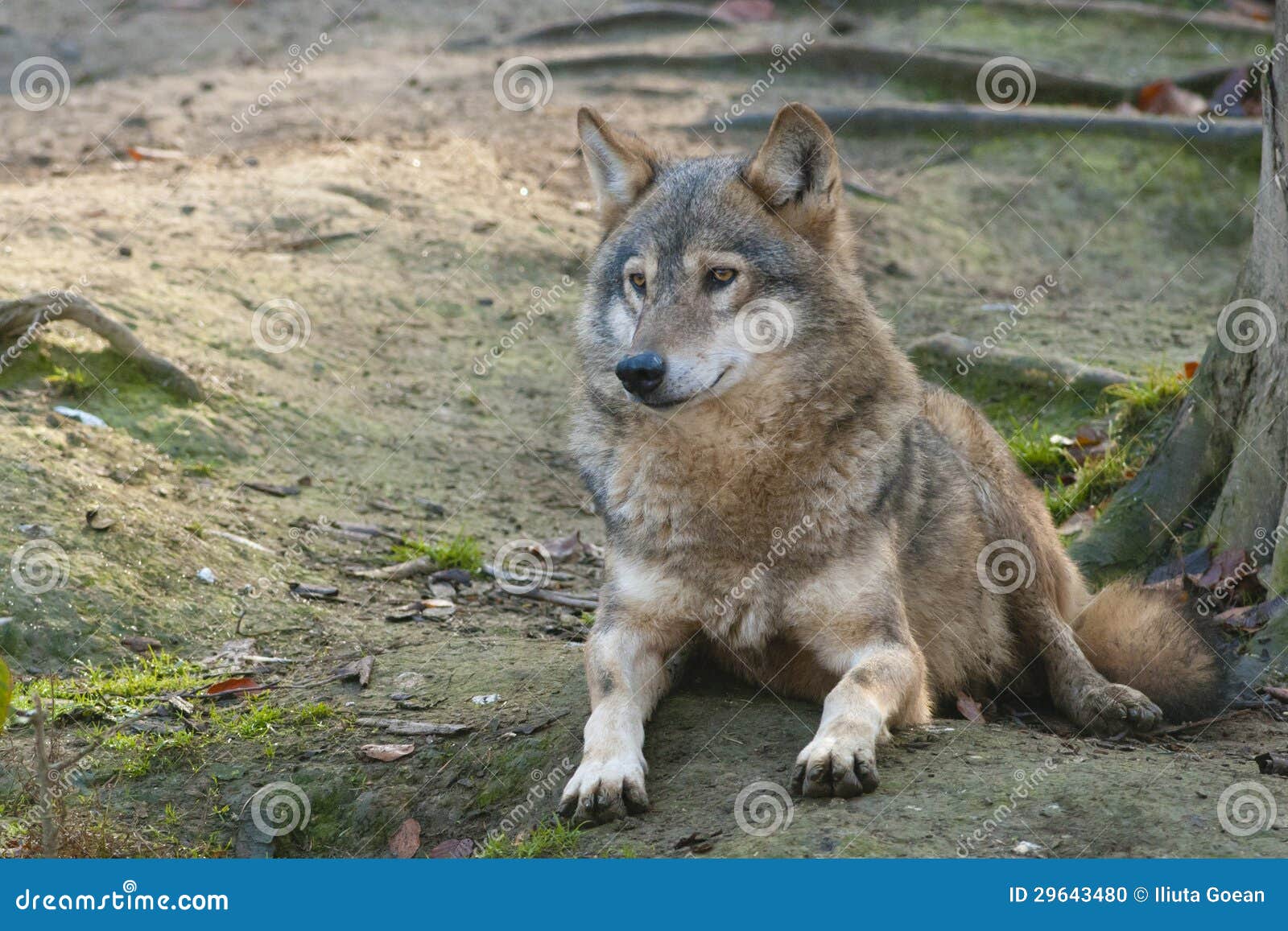 Lobo cinzento colocado foto de stock. Imagem de wildlife - 29643480
