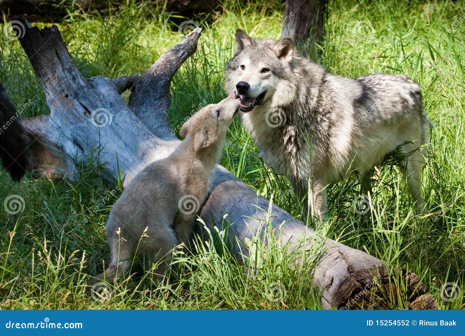 Lobo Cinzento Com Filhote De Cachorro Foto de Stock - Imagem de tronco ...