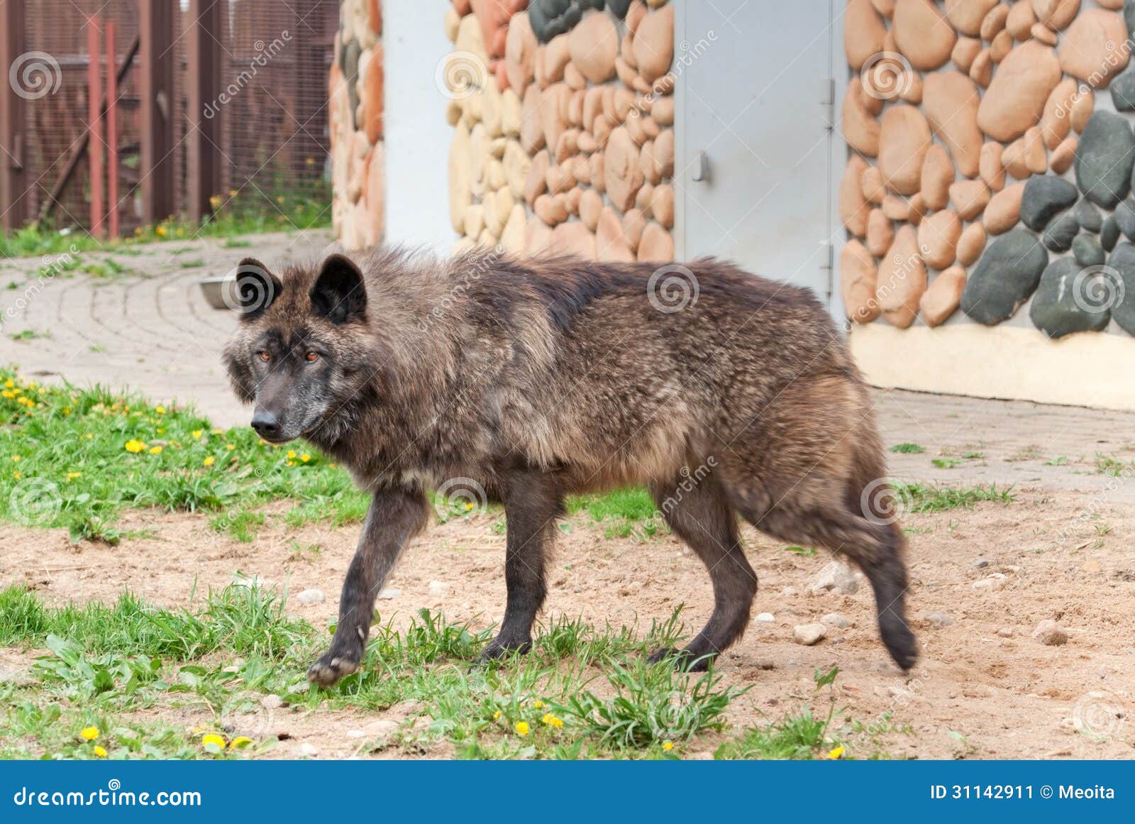 Lobo de Alaska imagen de archivo. Imagen de pista, cautivo - 31142911