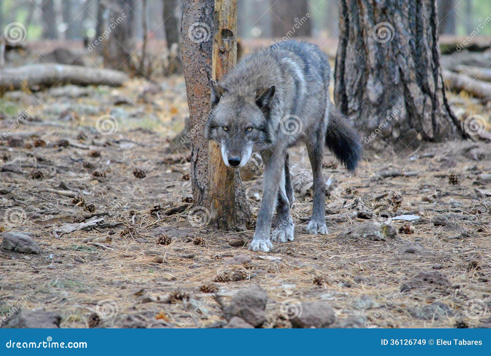Lobo De Alaska De La Tundra Imagen de archivo - Imagen de alaska ...