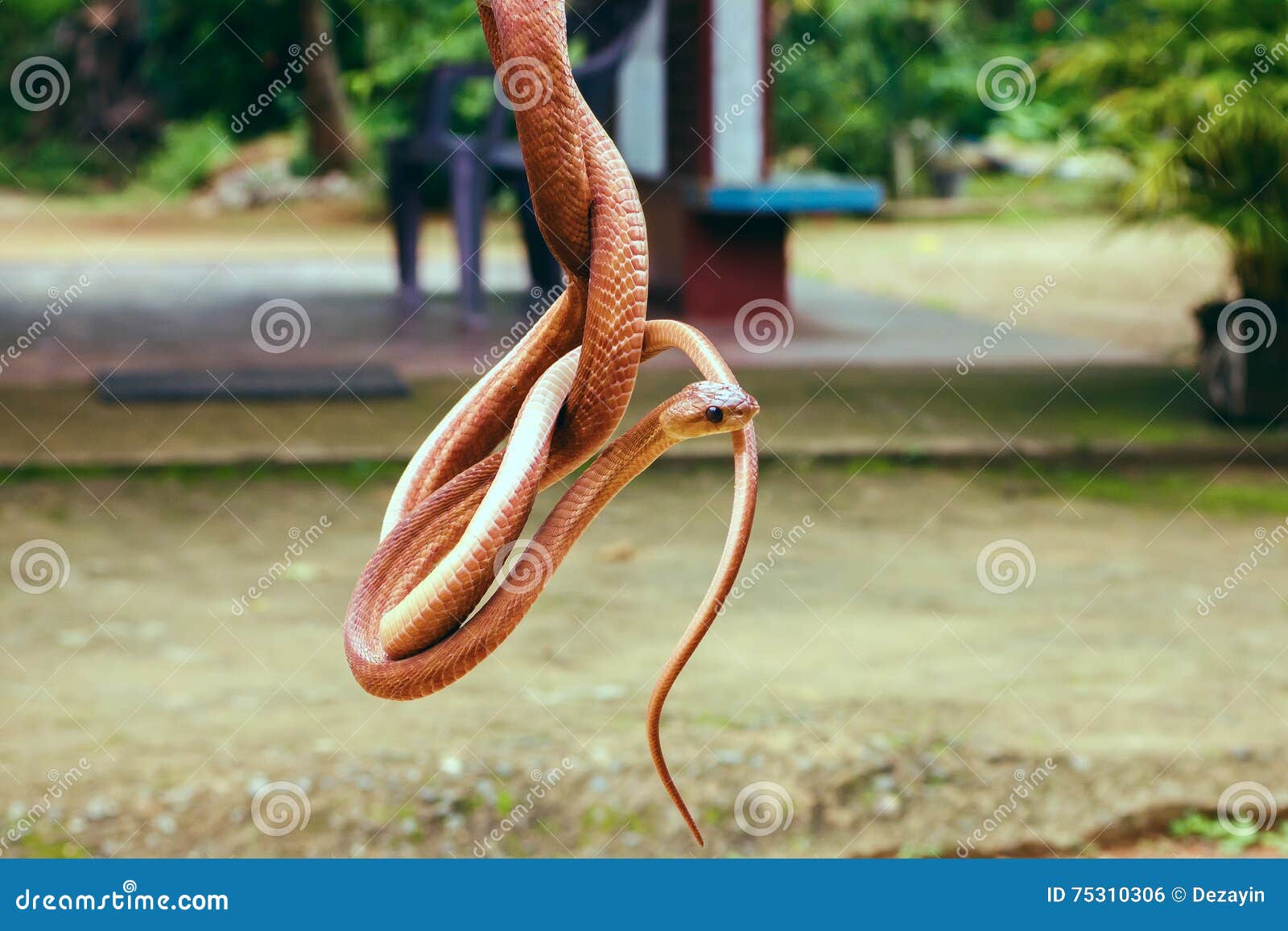 Lobo De Colombo De La Serpiente O Florido Foto de archivo - Imagen de ...