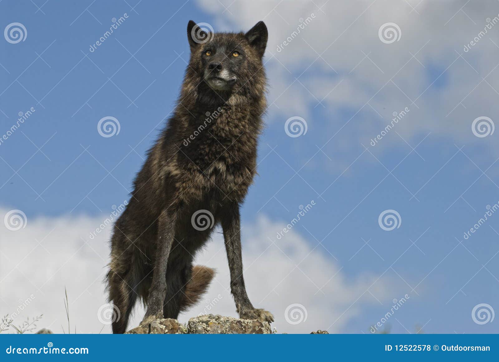 Lobo de madeira preto foto de stock. Imagem de selvagem - 12522578